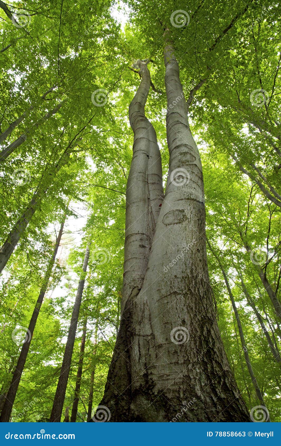 Alto albero di faggio immagine stock. Immagine di sfondo - 78858663