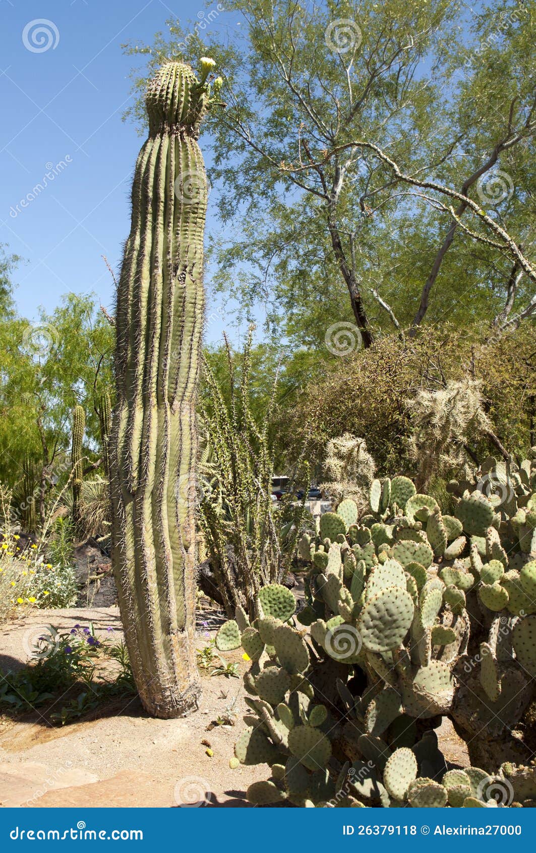 Alto cactus fotografia stock. Immagine di deserto, collina - 26379118