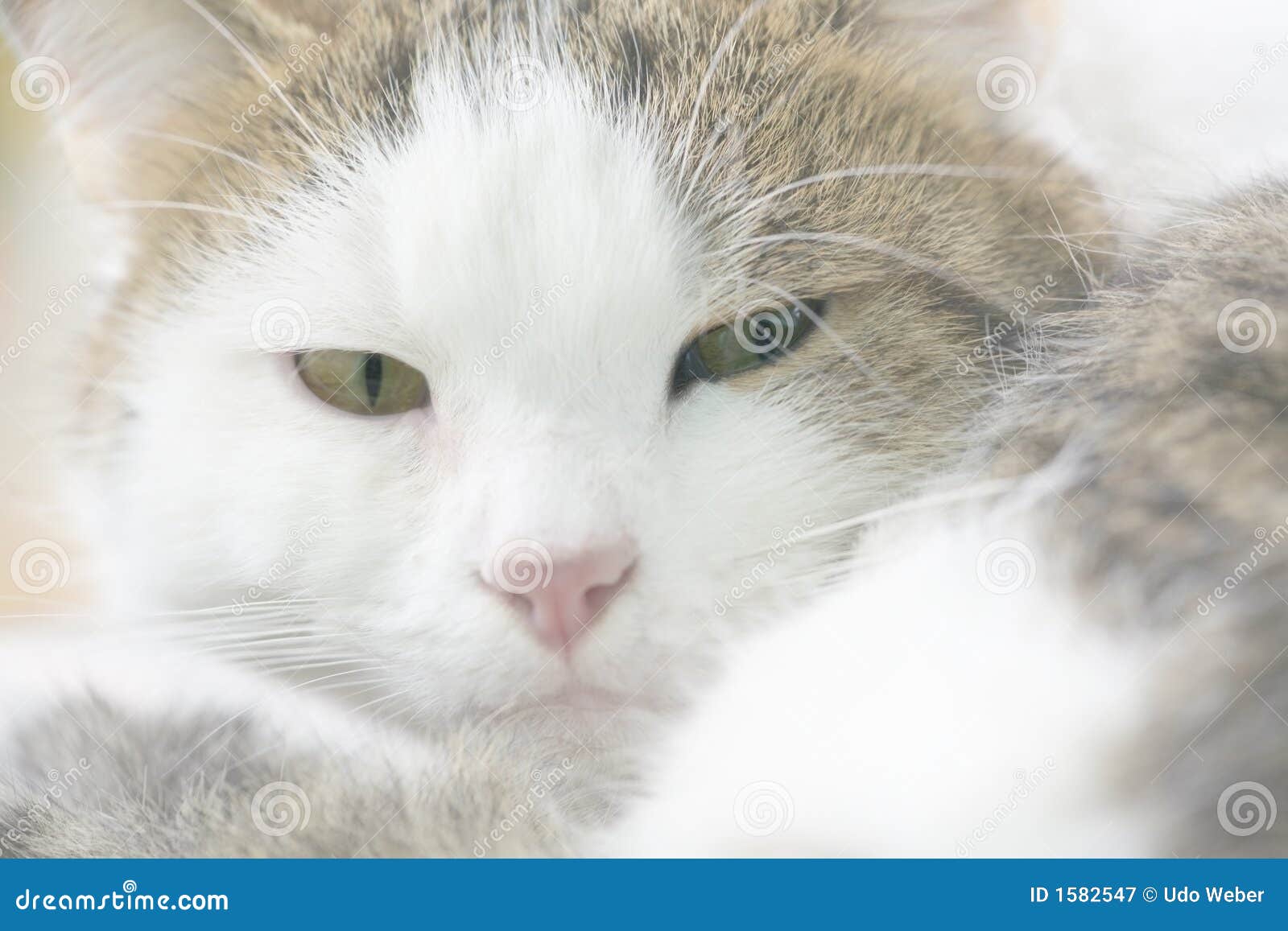 Alto clave del gato imagen de archivo. Imagen de alto - 1582547