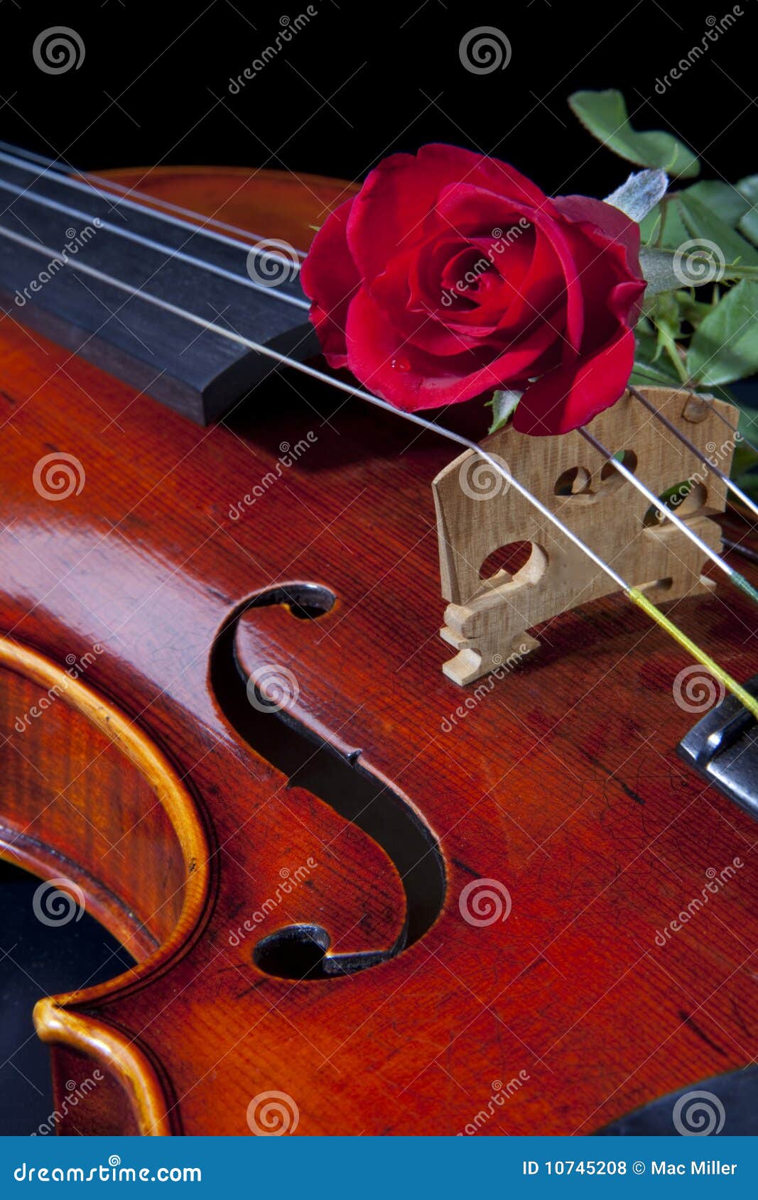 Alto De Violon Et Rose Rouge Photo stock - Image du alto, noir: 10745208