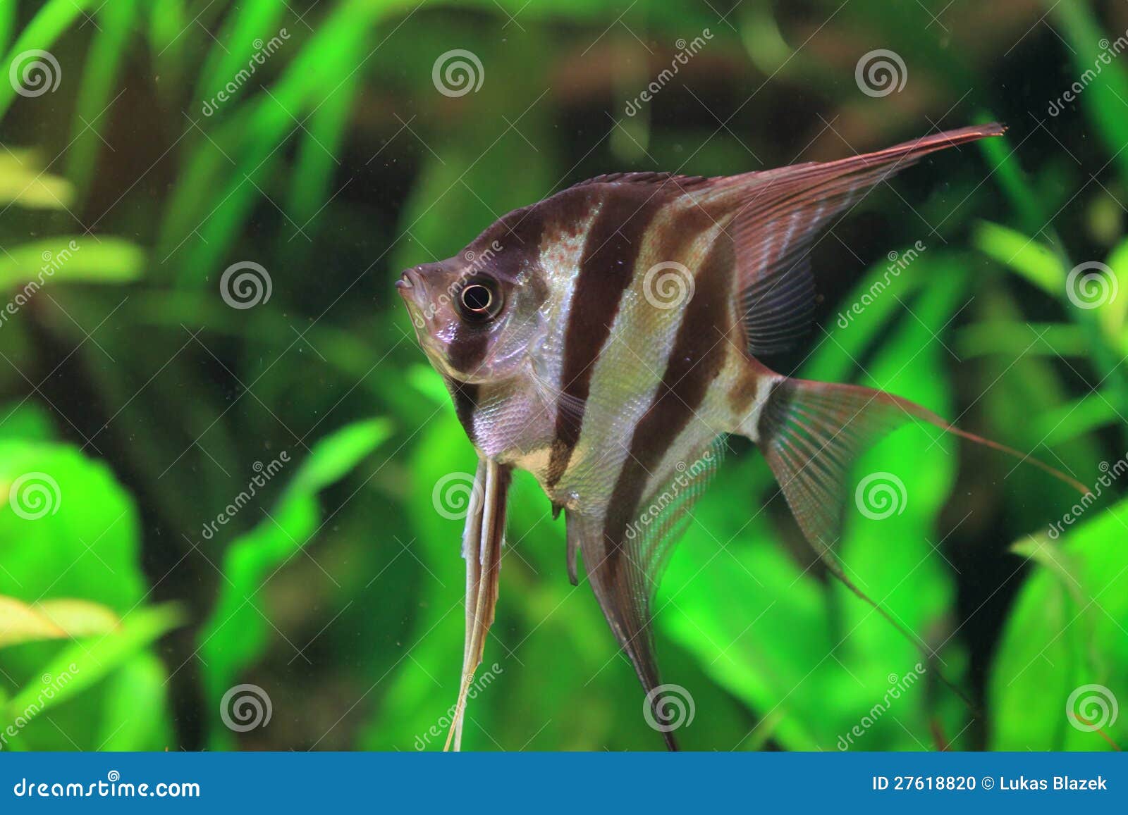 Altum angel stock photo. Image of freshwater, angel, pterophyllum ...