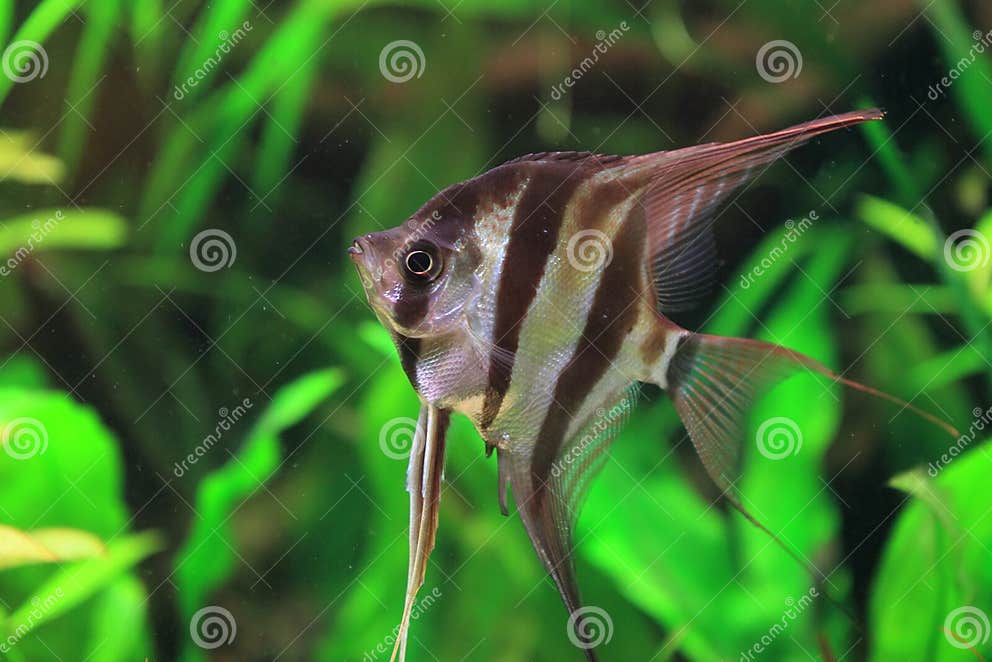 Altum angel stock photo. Image of freshwater, angel, pterophyllum ...