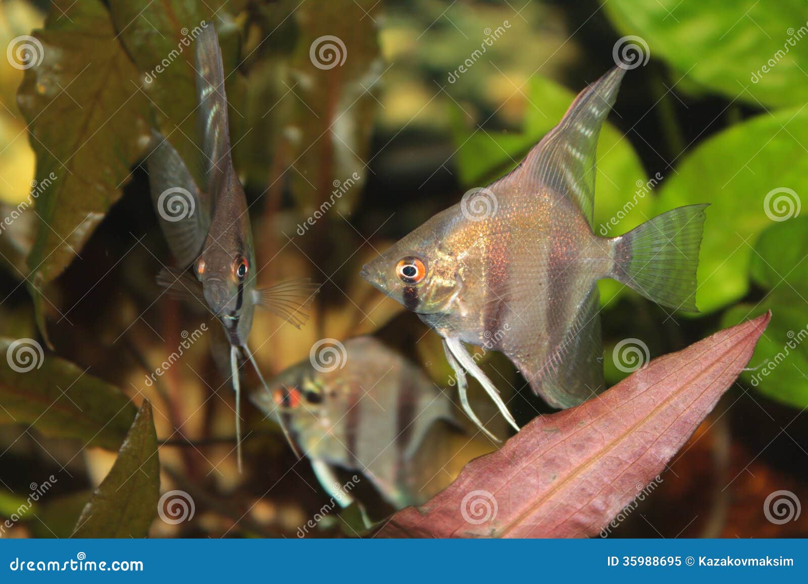 Altum Angelfish Aquarium Fish Stock Image - Image of teardrop ...