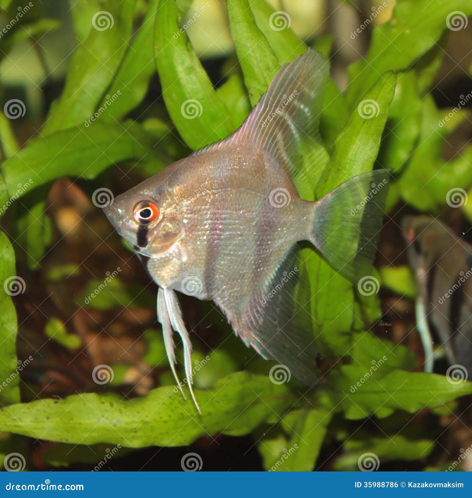 Altum Angelfish Aquarium Fish Stock Photo - Image of leopolds, fauna ...