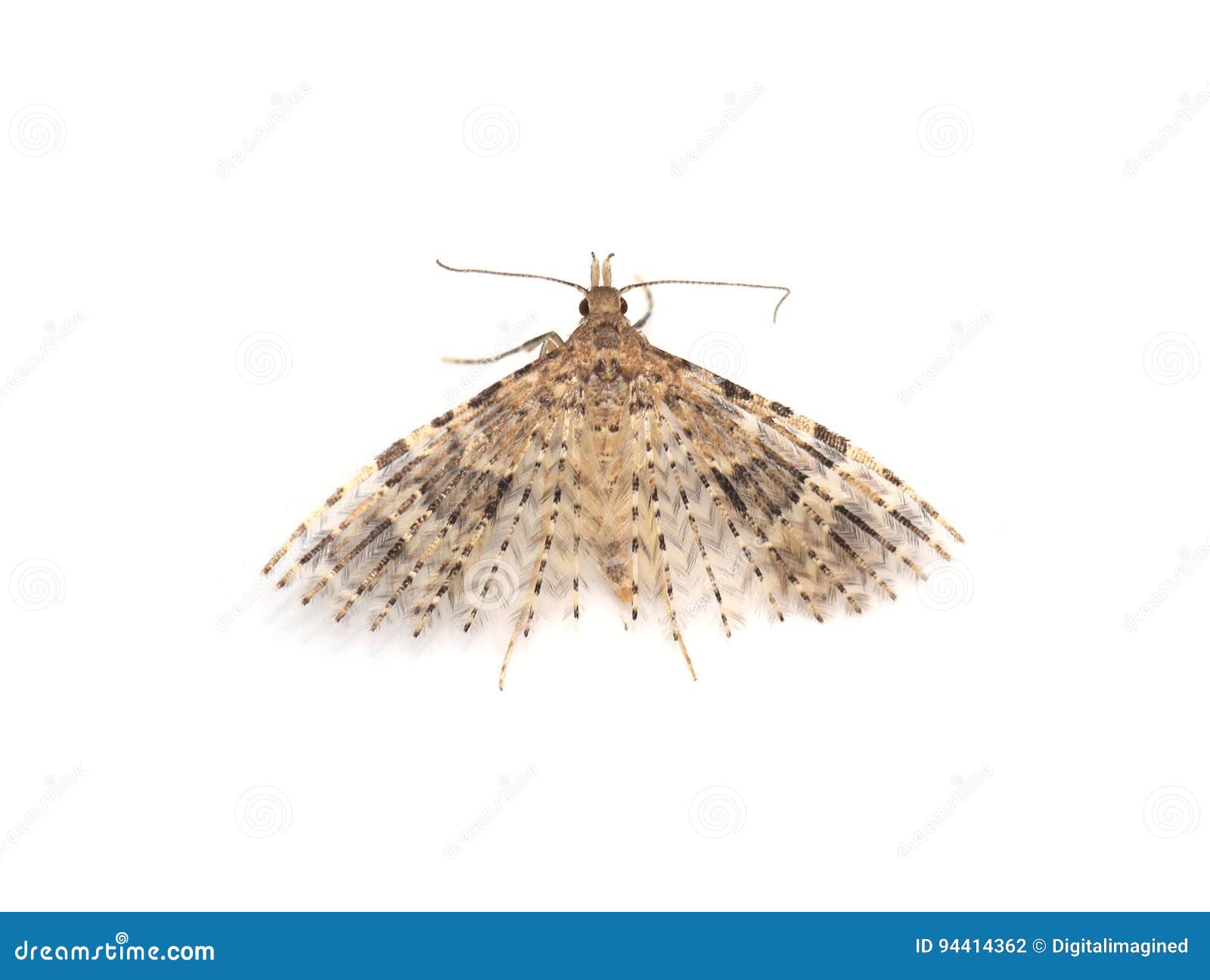 Alucita hexadactyla stock photo. Image of arthropod, european - 94414362
