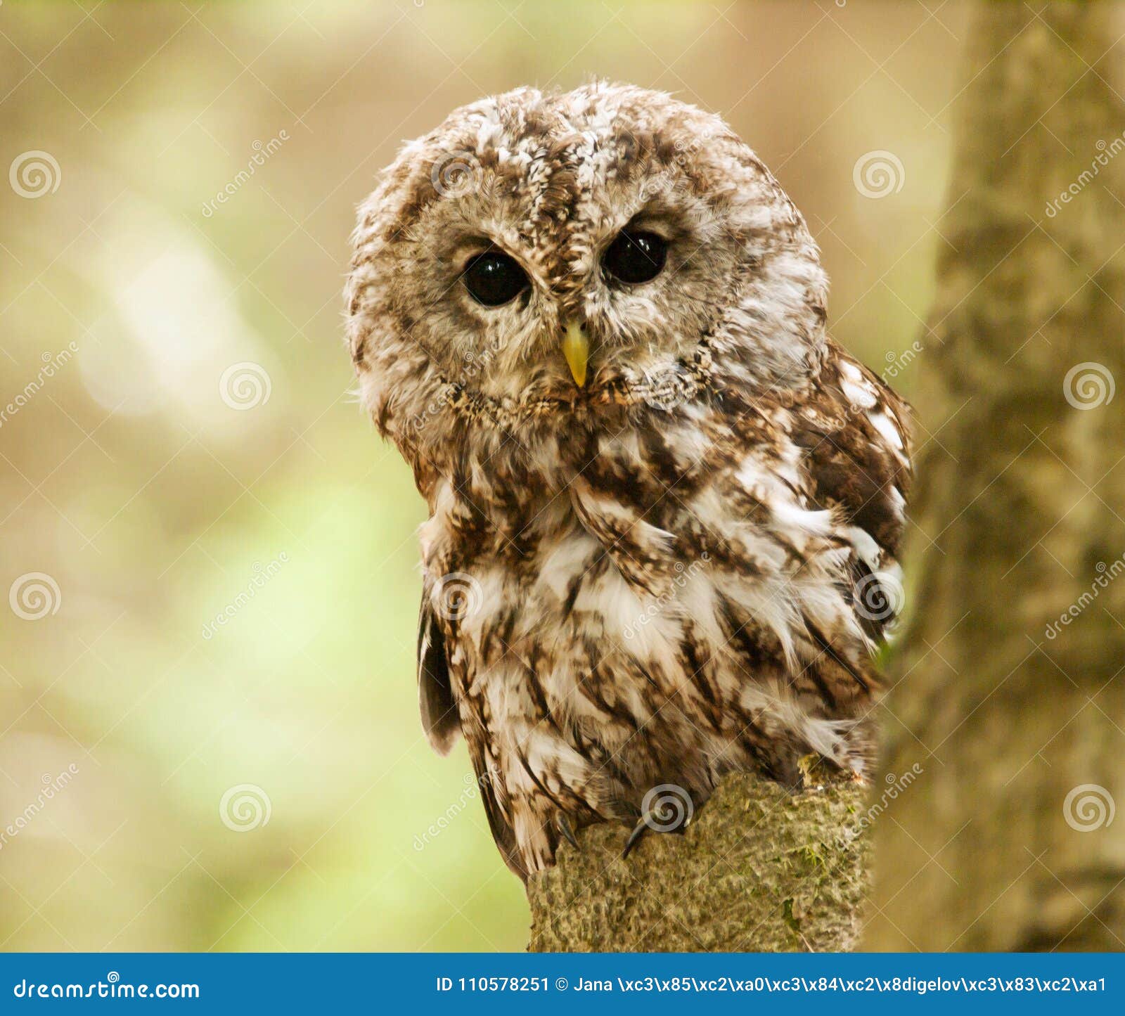 Aluco Dello Strige - Allocco Che Guarda Da Dietro Dell'albero Immagine ...