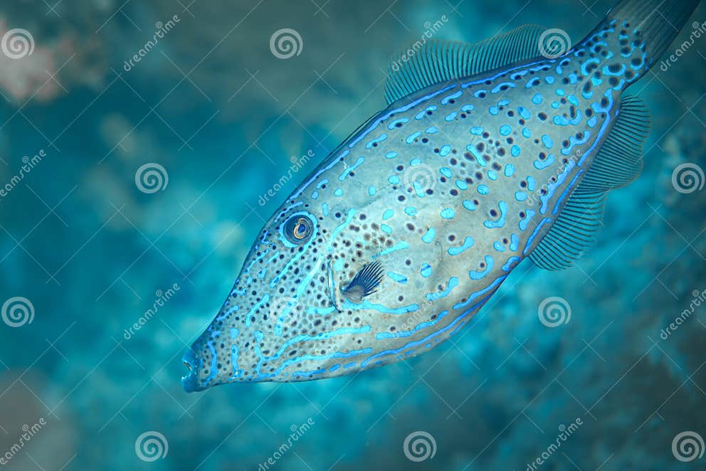 Fish of the Red Sea. Scrawled File Fish Stock Image - Image of japan ...