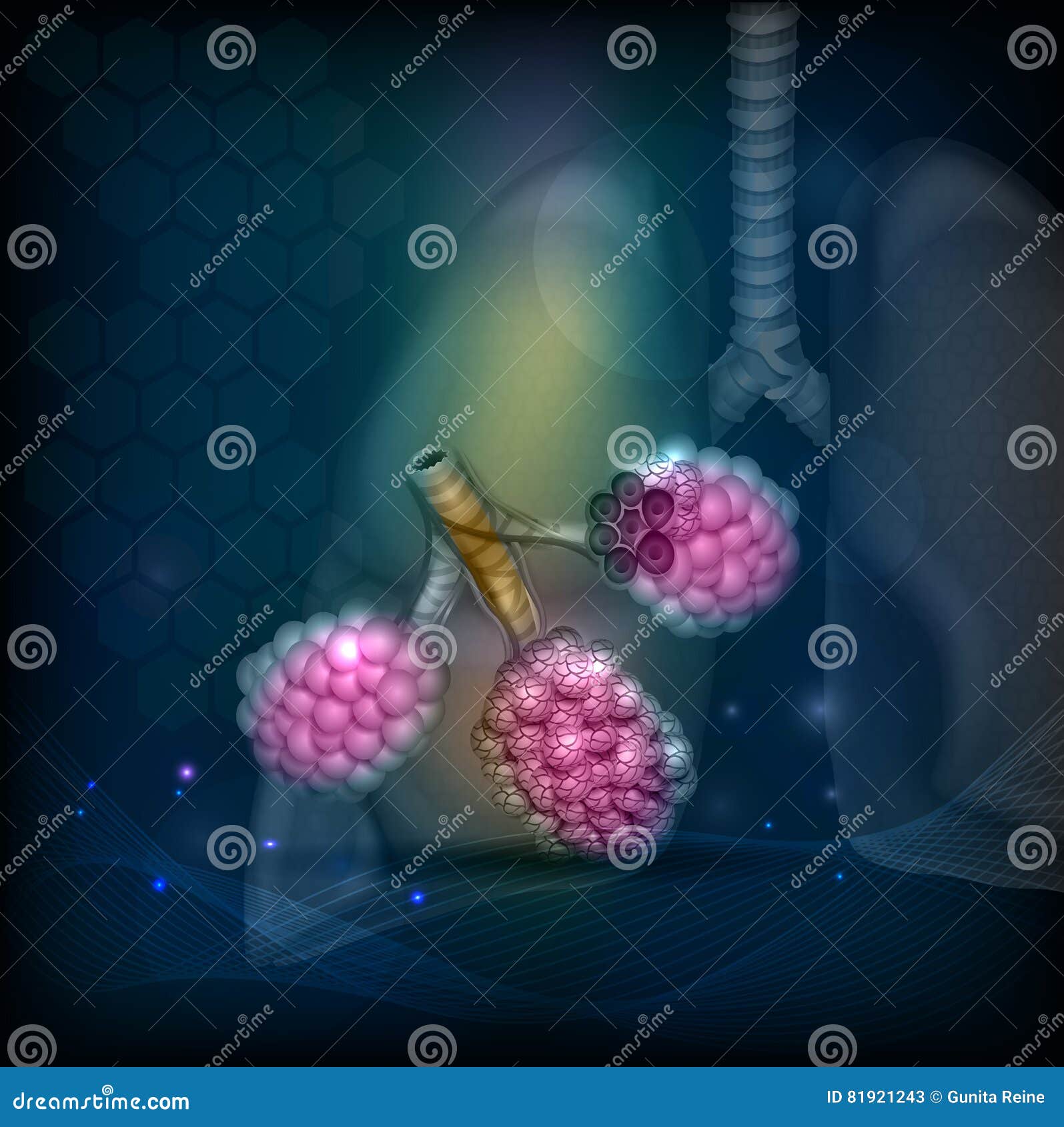 Alvéolos ilustración del vector. Ilustración de salud - 81921243