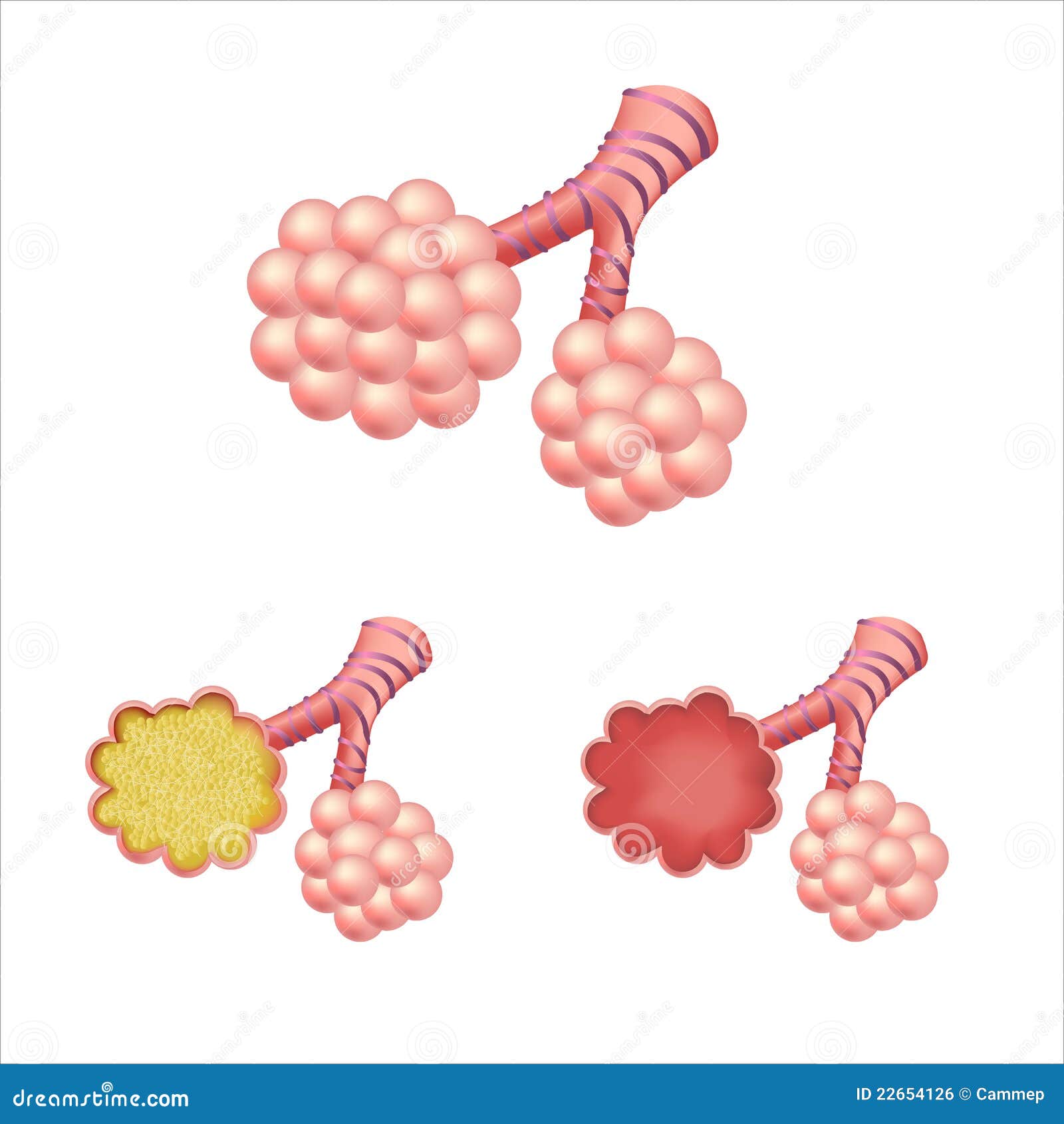 Alvéolos en conjunto ilustración del vector. Ilustración de tejido ...