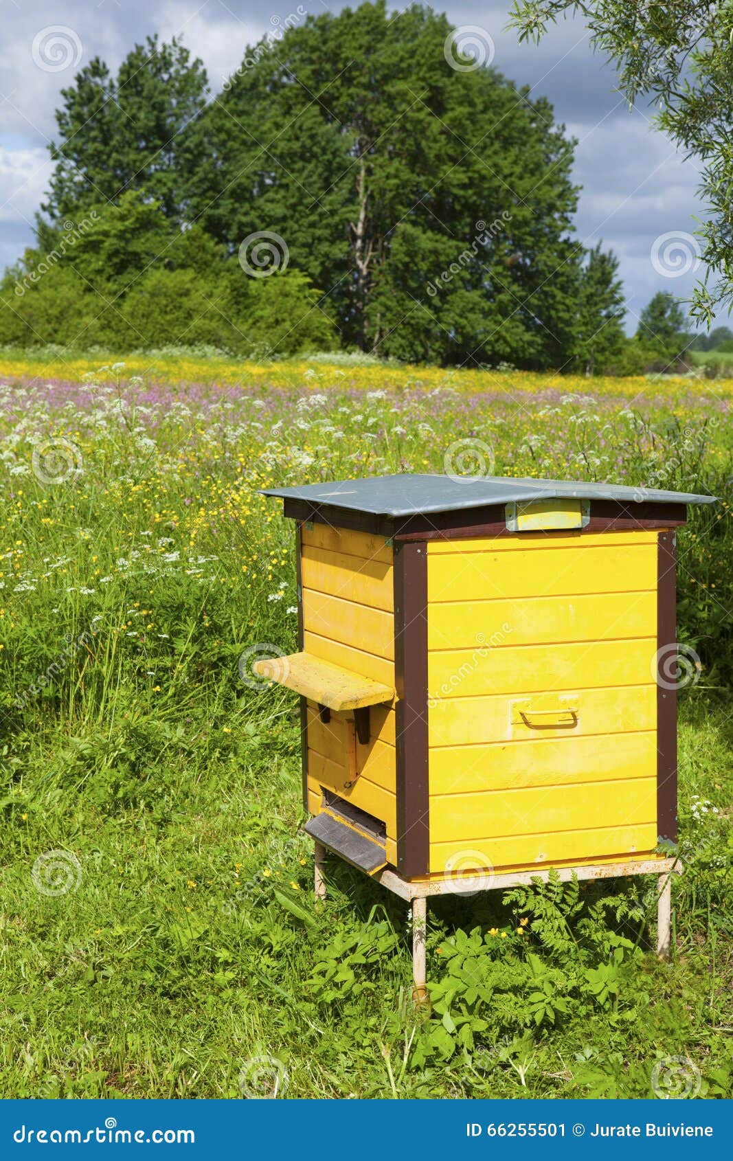 Alveare immagine stock. Immagine di rurale, verde, tetto - 66255501