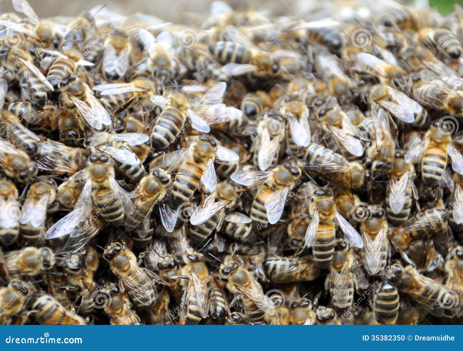 Alveare con le api fotografia stock. Immagine di aperto - 35382350