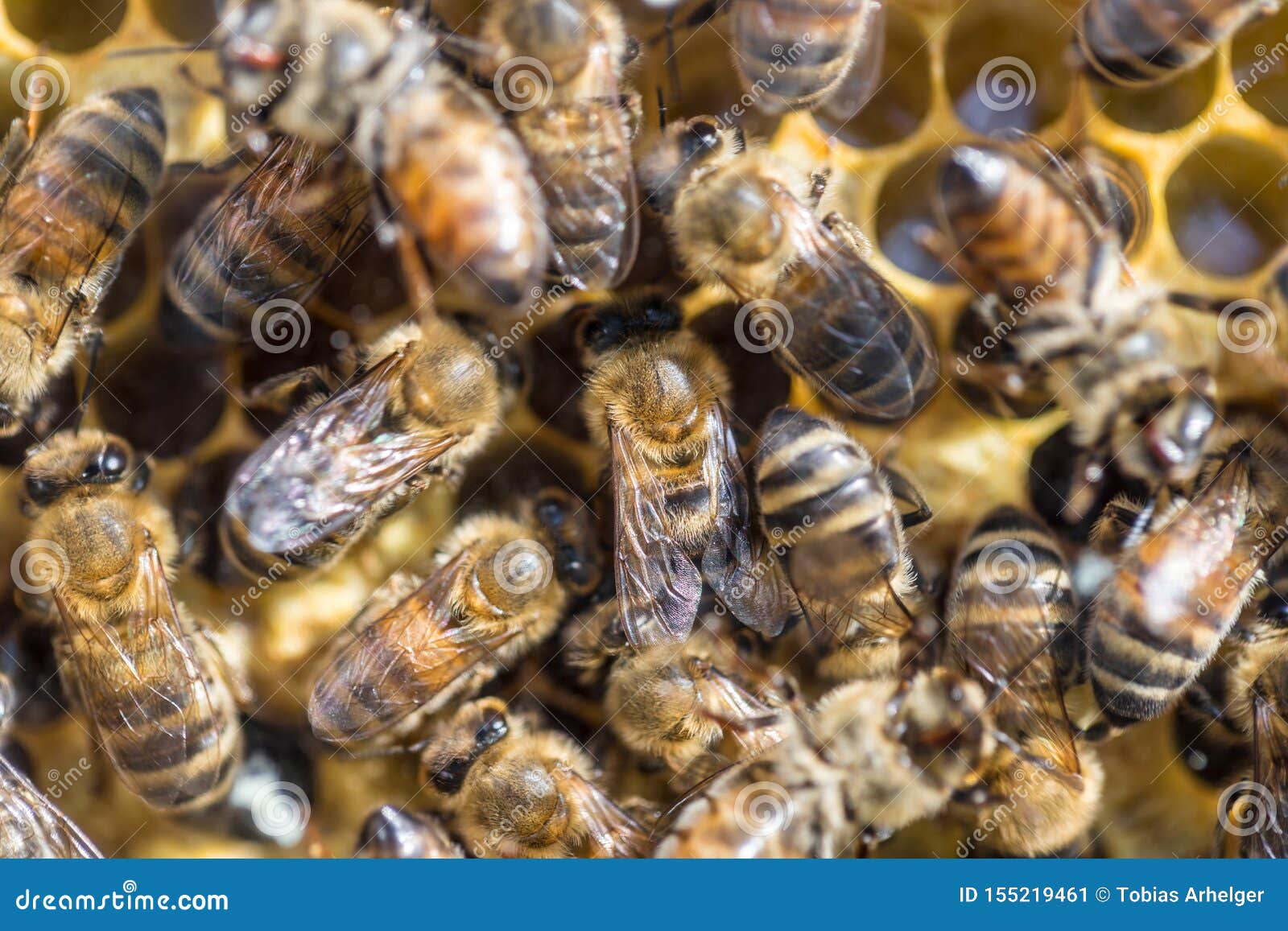 Alveare con molte api immagine stock. Immagine di animali - 155219461