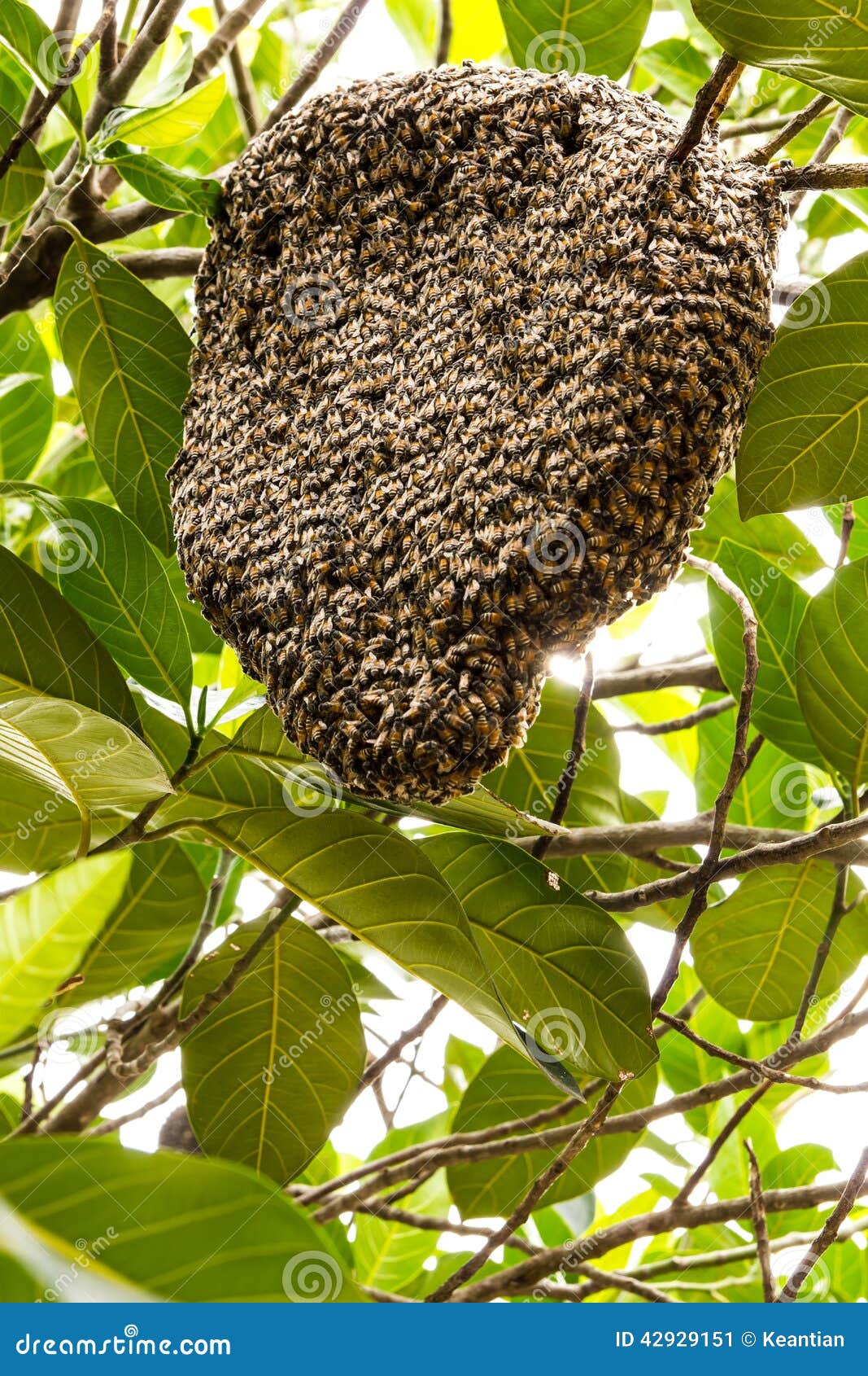 Alveare delle api immagine stock. Immagine di naughty - 42929151