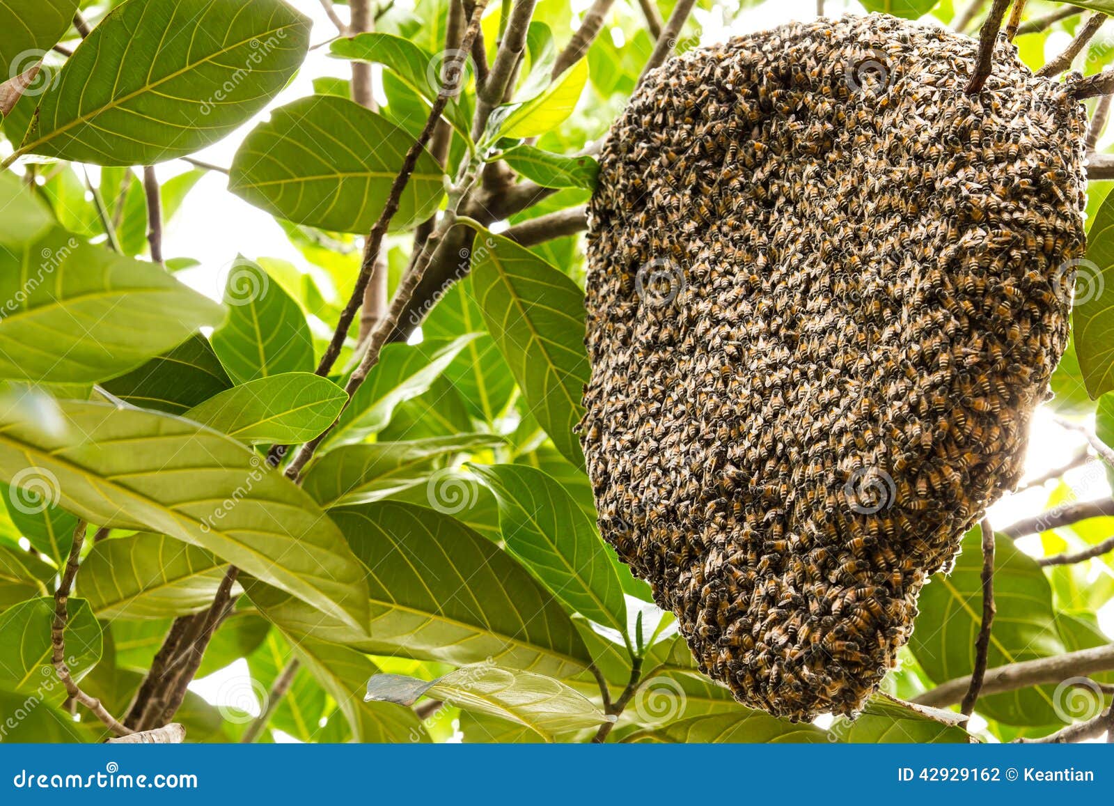 Alveare delle api fotografia stock. Immagine di alimento - 42929162