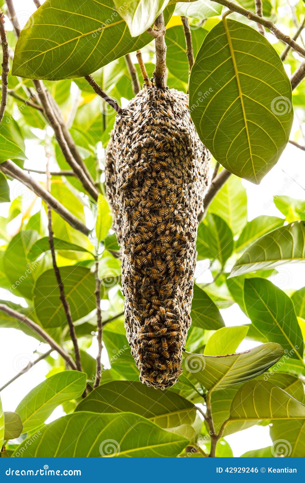 Alveare delle api fotografia stock. Immagine di naughty - 42929246