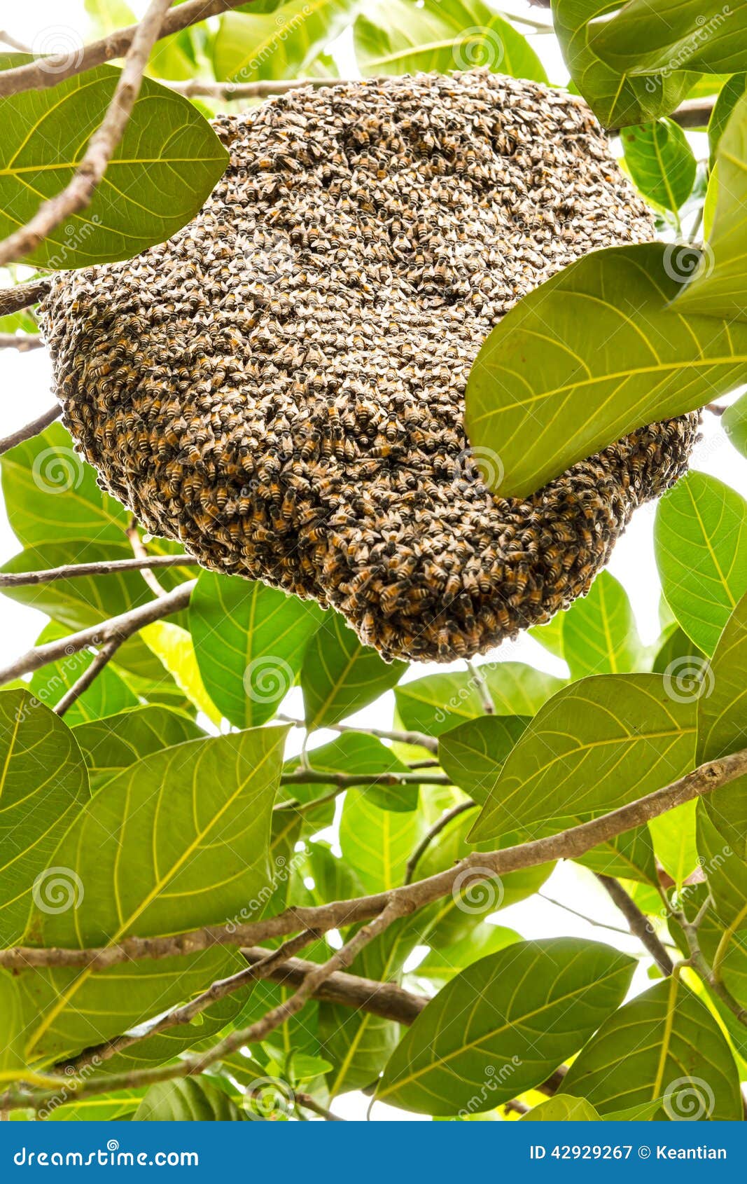 Alveare delle api immagine stock. Immagine di gruppo - 42929267