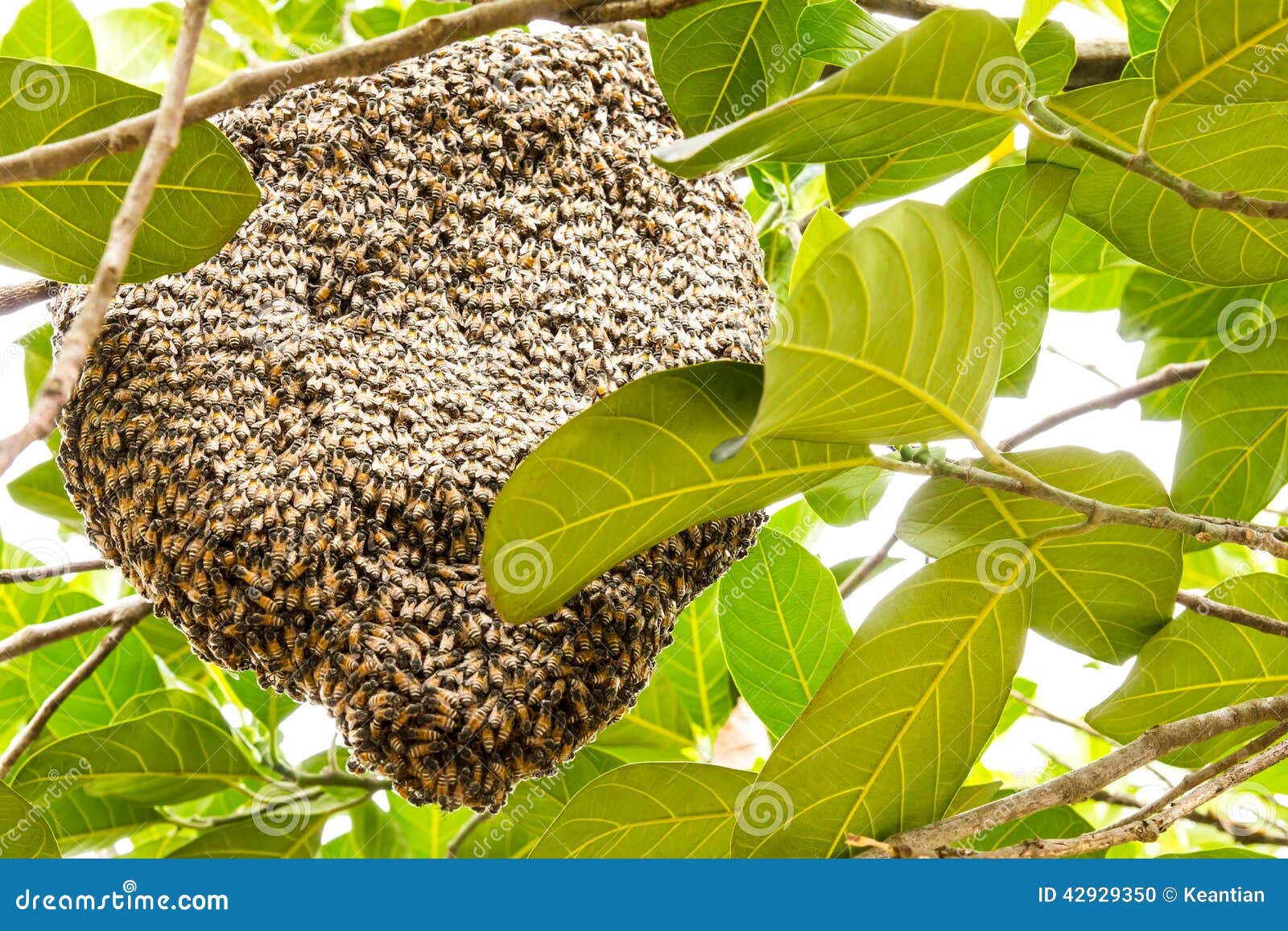 Alveare delle api fotografia stock. Immagine di nave - 42929350