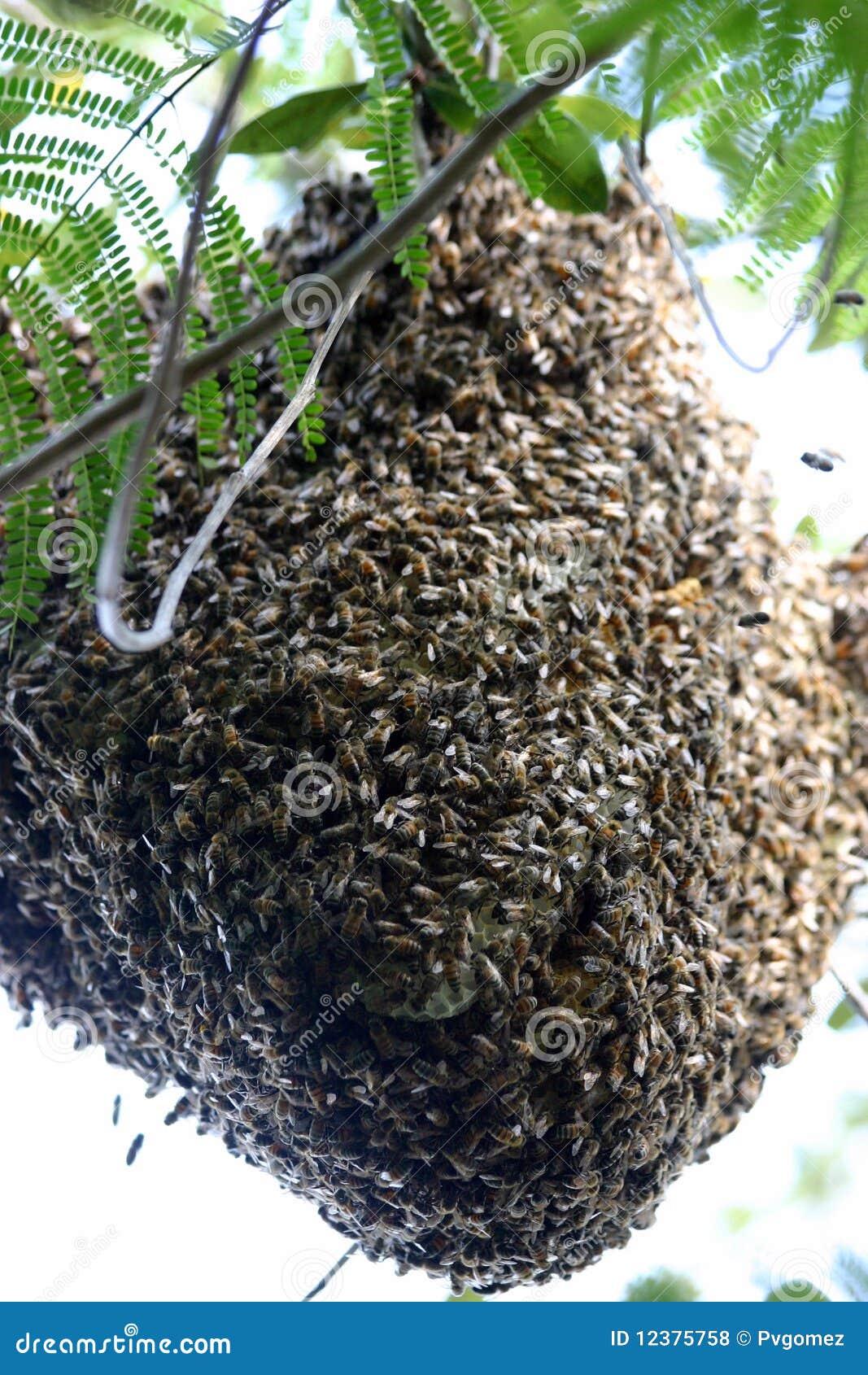 Alveare nel paese fotografia stock. Immagine di impollinatore - 12375758