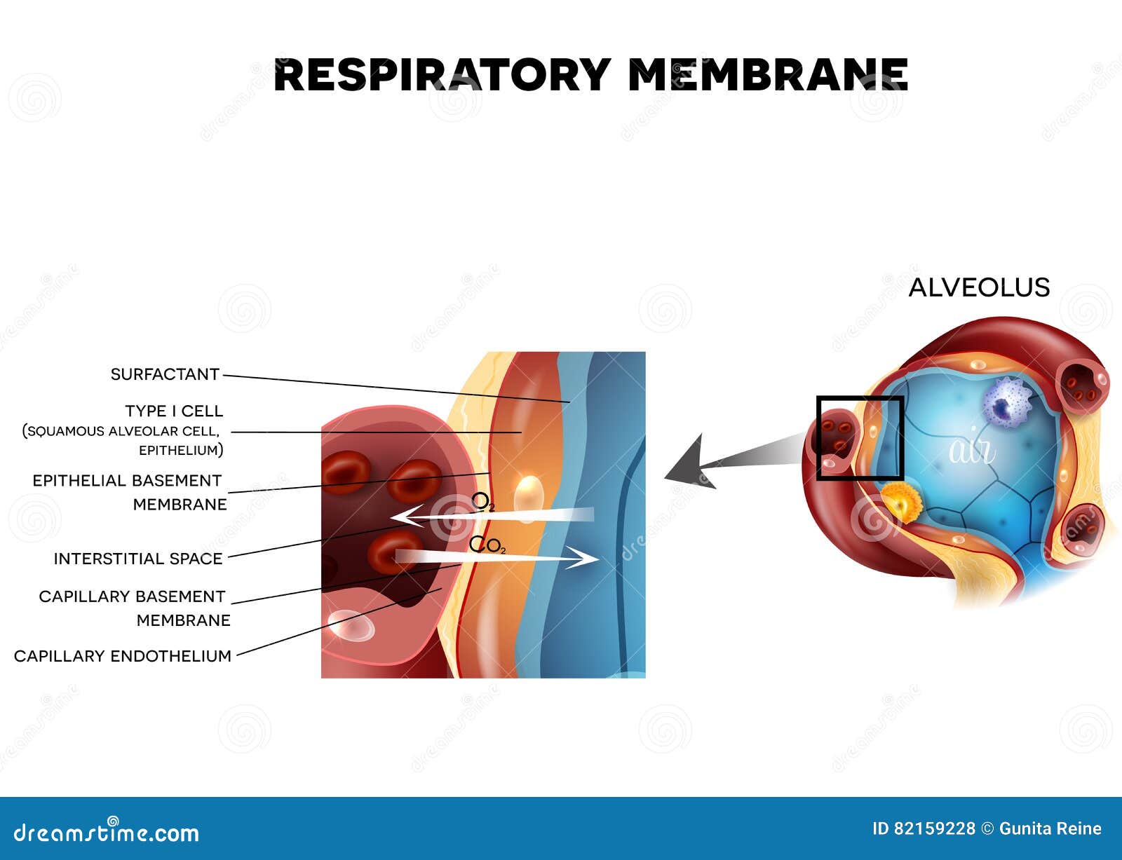 Alveol Och Respiratoriskt Membran Vektor Illustrationer - Illustration ...