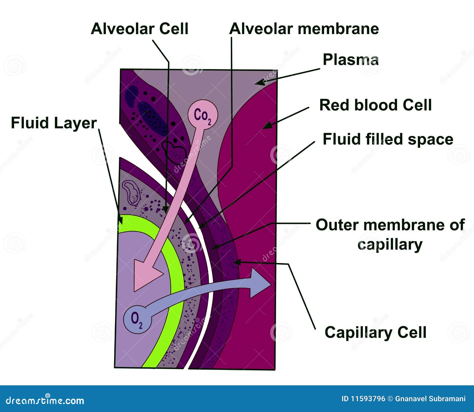 Alveolar Cell stock illustration. Illustration of oxygen - 11593796