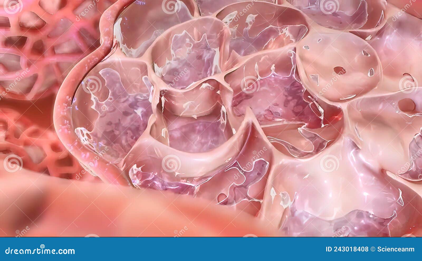 Alveolar Illustration in the Lung Stock Illustration - Illustration of ...