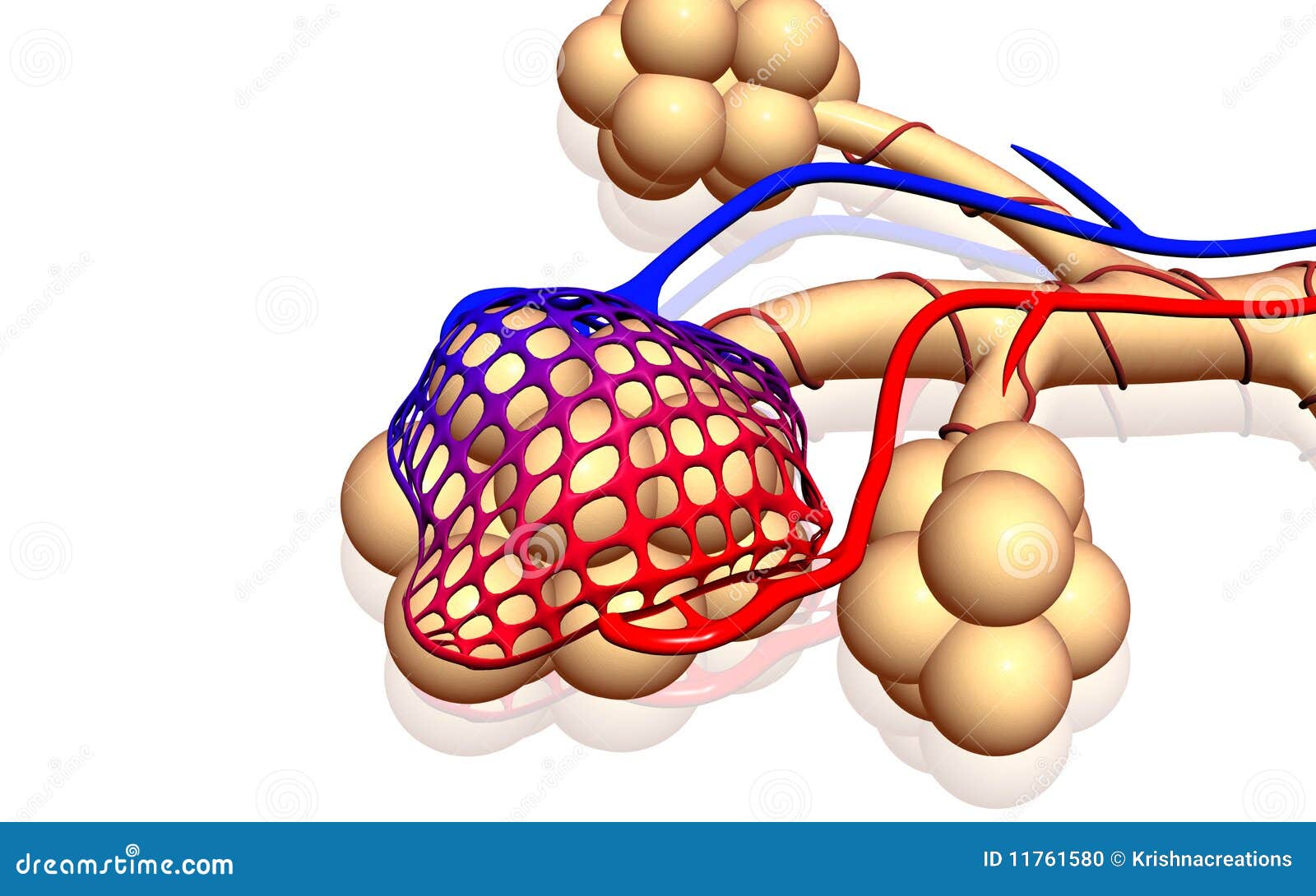 Alveolen stock illustratie. Illustration of alveolen - 11761580
