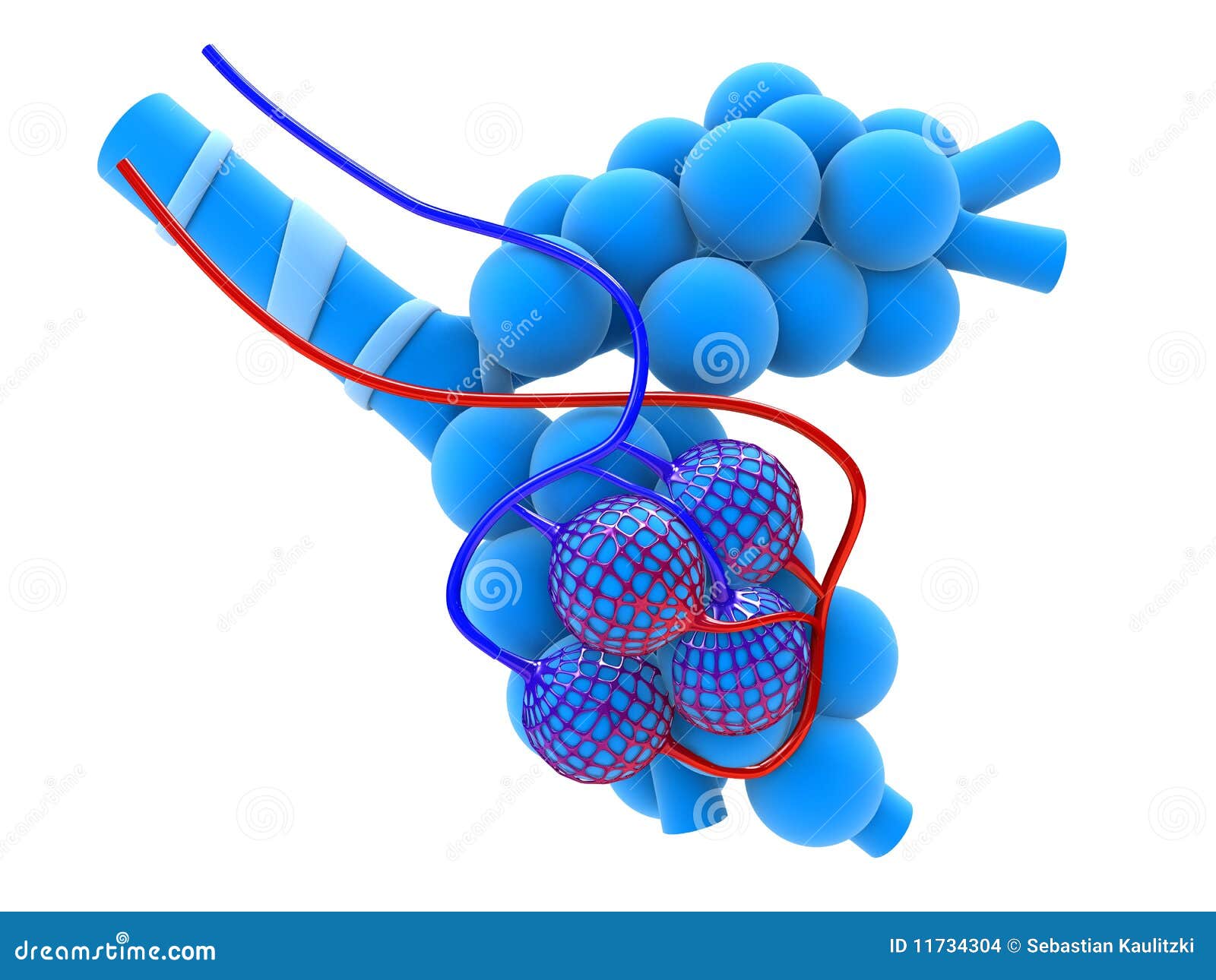Alveoler stock illustrationer. Illustration av luftstrupe - 11734304