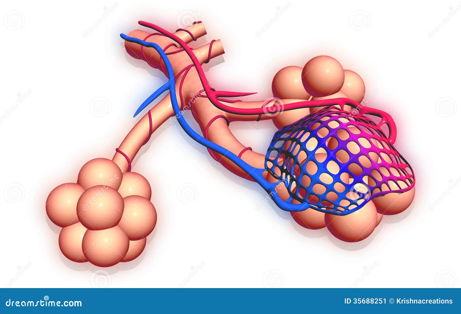 Alveoler stock illustrationer. Illustration av illustration - 35688251