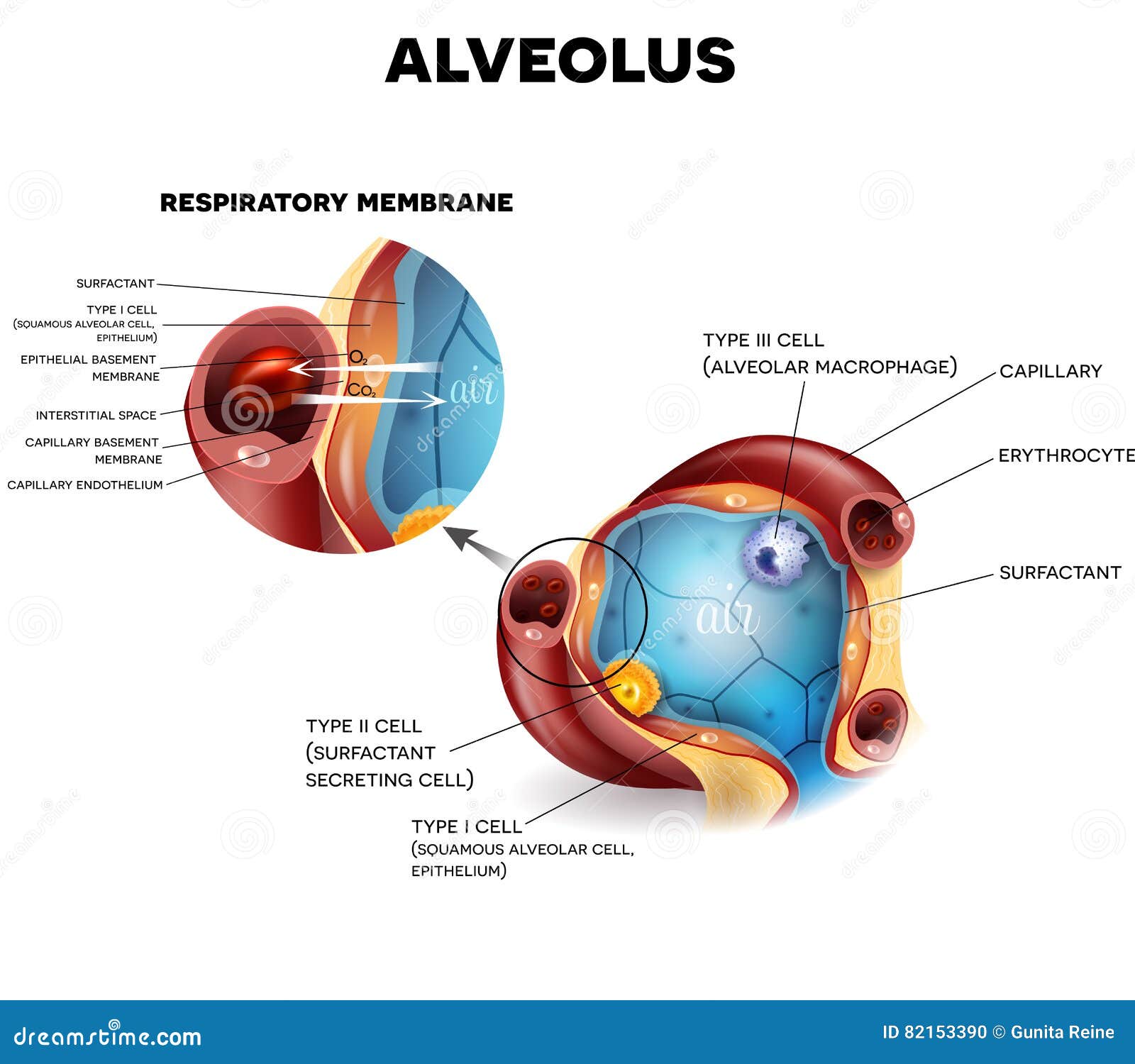 Alveoler anatomi, andning vektor illustrationer. Illustration av ...