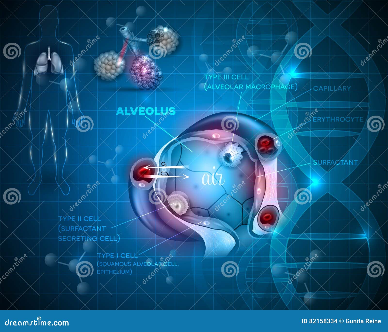 Alveoler anatomi, andning vektor illustrationer. Illustration av ...