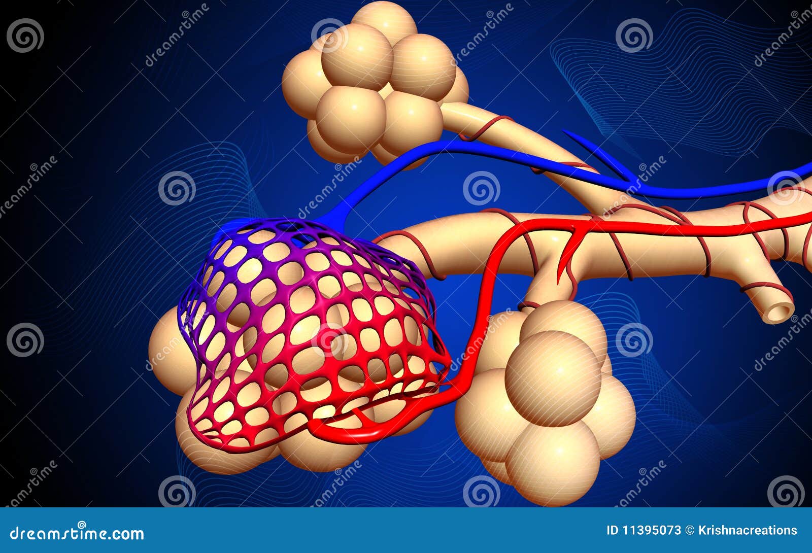 Alveoli stock illustration. Illustration of imagination - 11395073