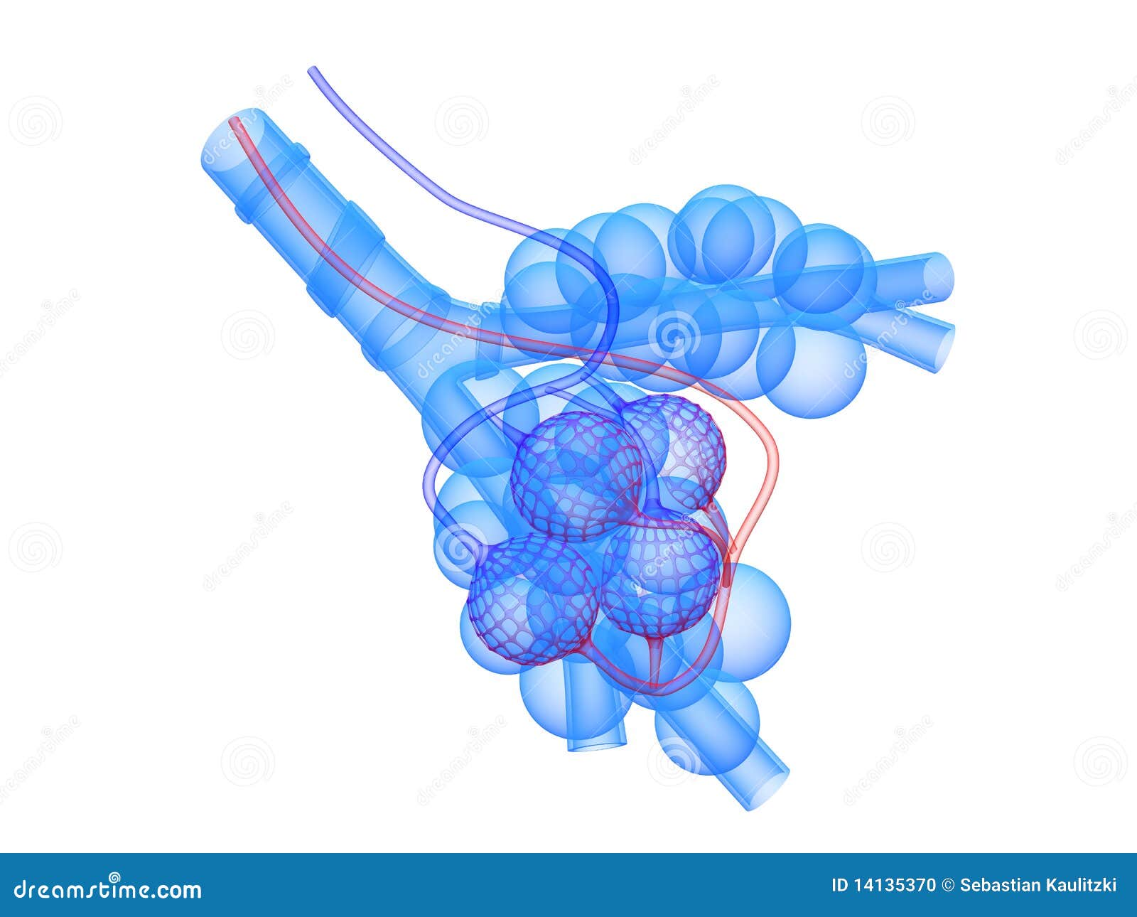 Alveoli stock illustration. Illustration of anatomy, science - 14135370