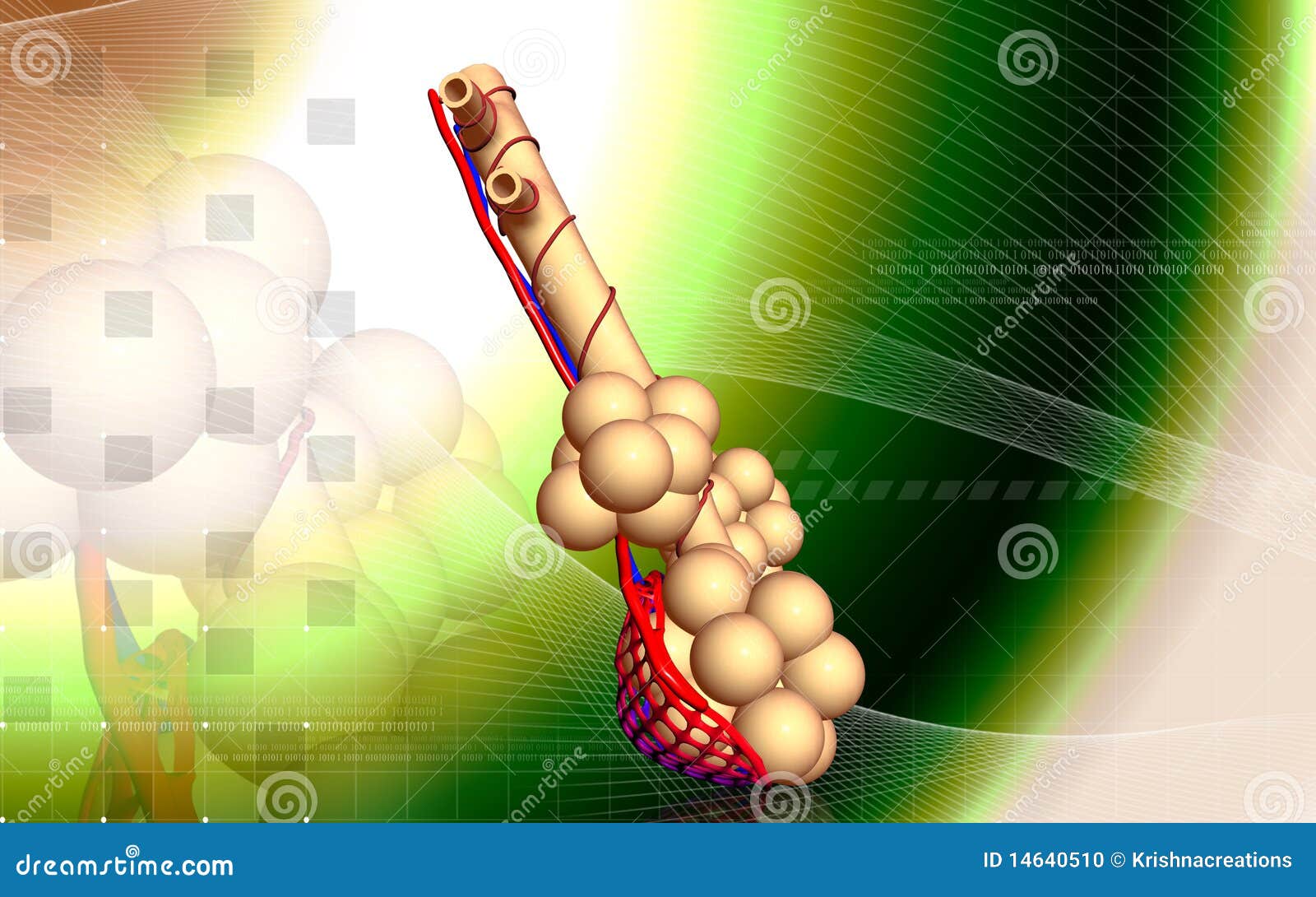 Alveoli stock illustration. Illustration of colour, trachea - 14640510