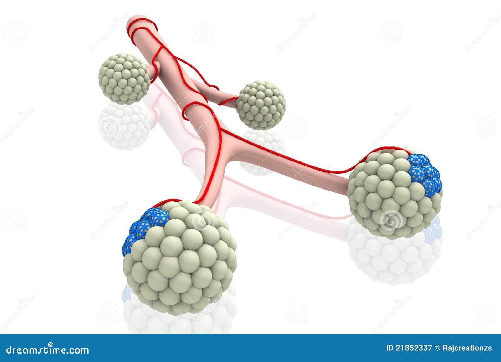 Alveoli stock illustration. Illustration of care, hospital - 21852337