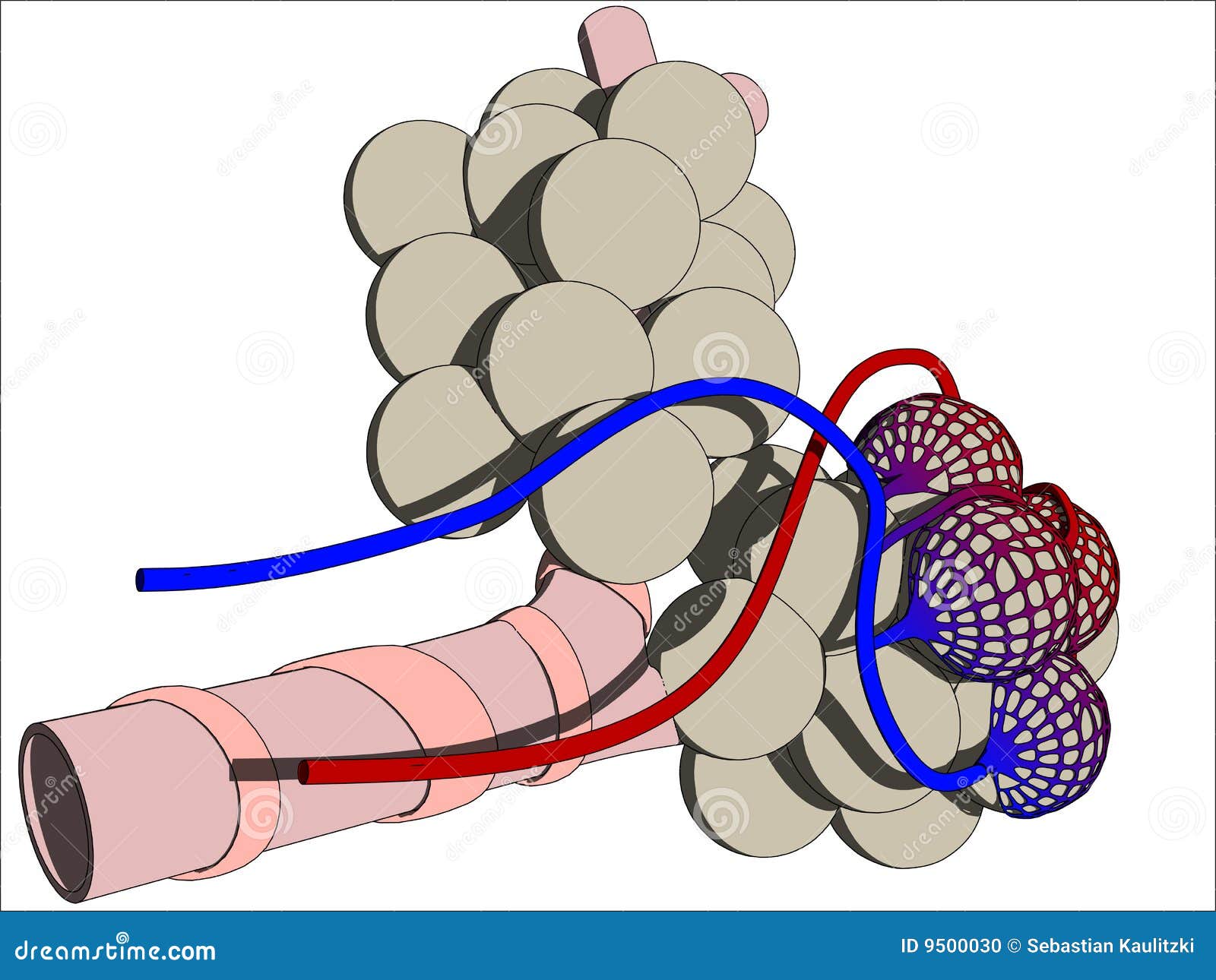 Alveoli stock vector. Illustration of atomy, nucleus, graphic - 9500030
