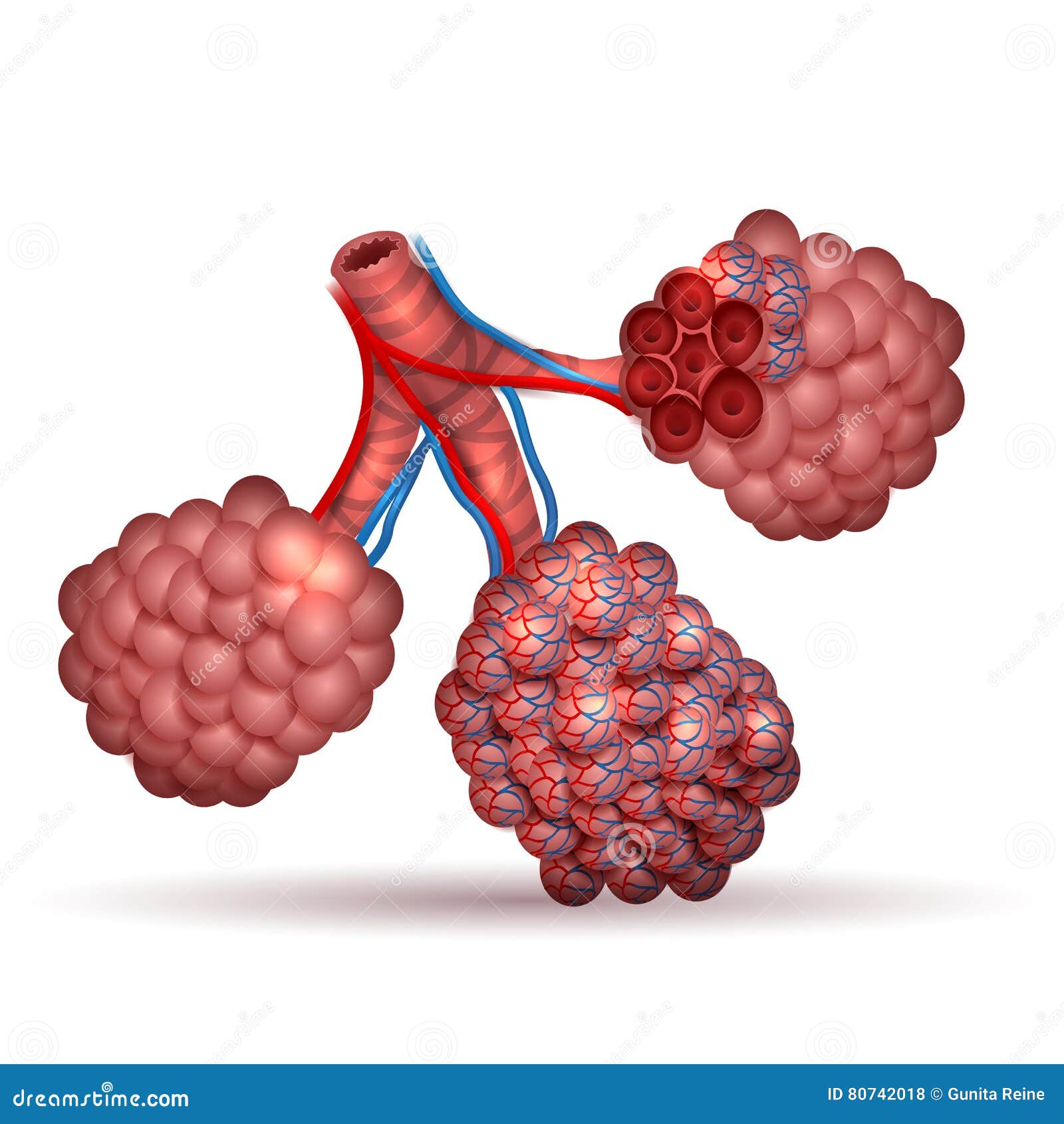 Alveoli stock vector. Illustration of healthy, balls - 80742018