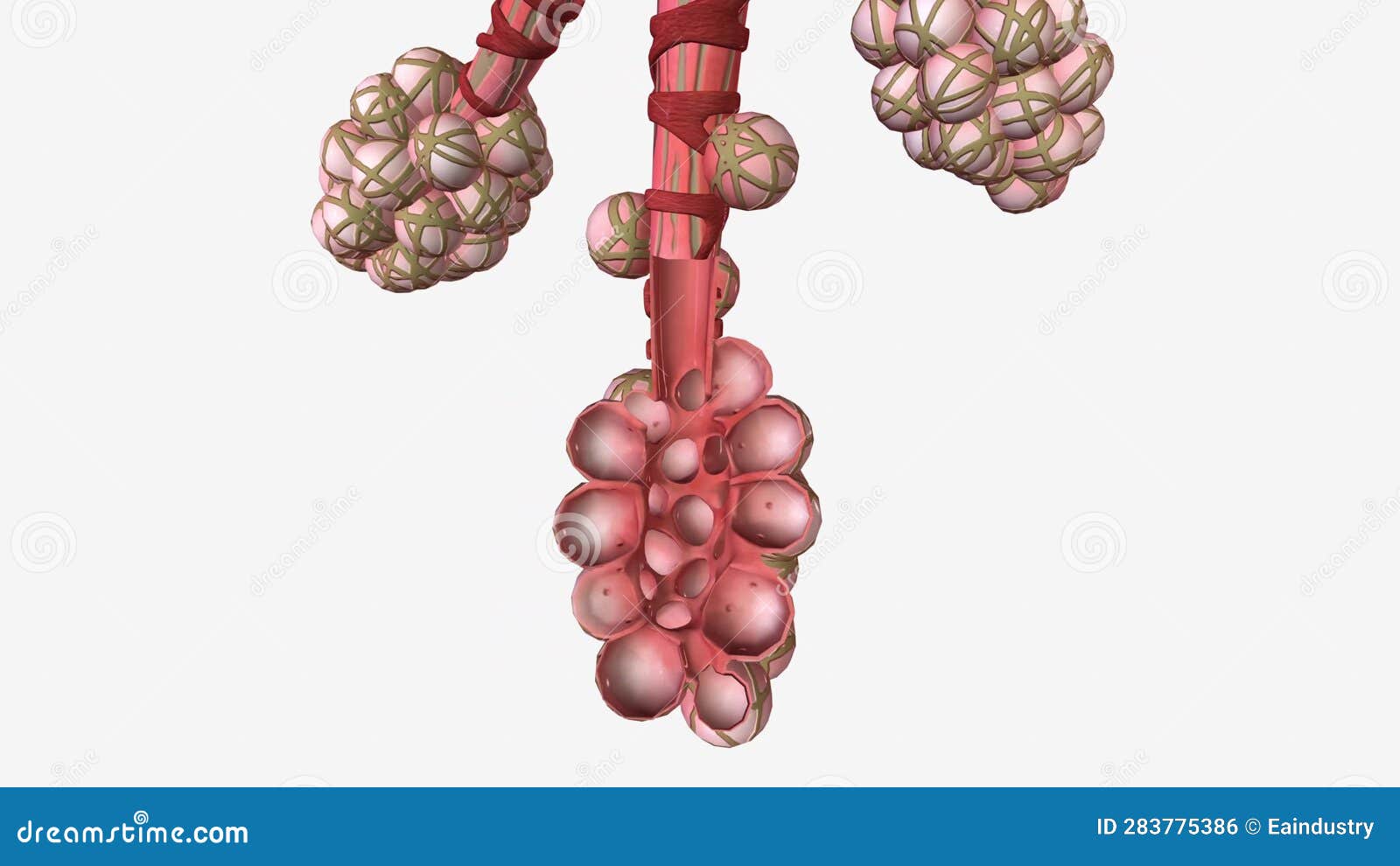 Alveoli Cross Section stock footage. Video of bronchi - 283775386