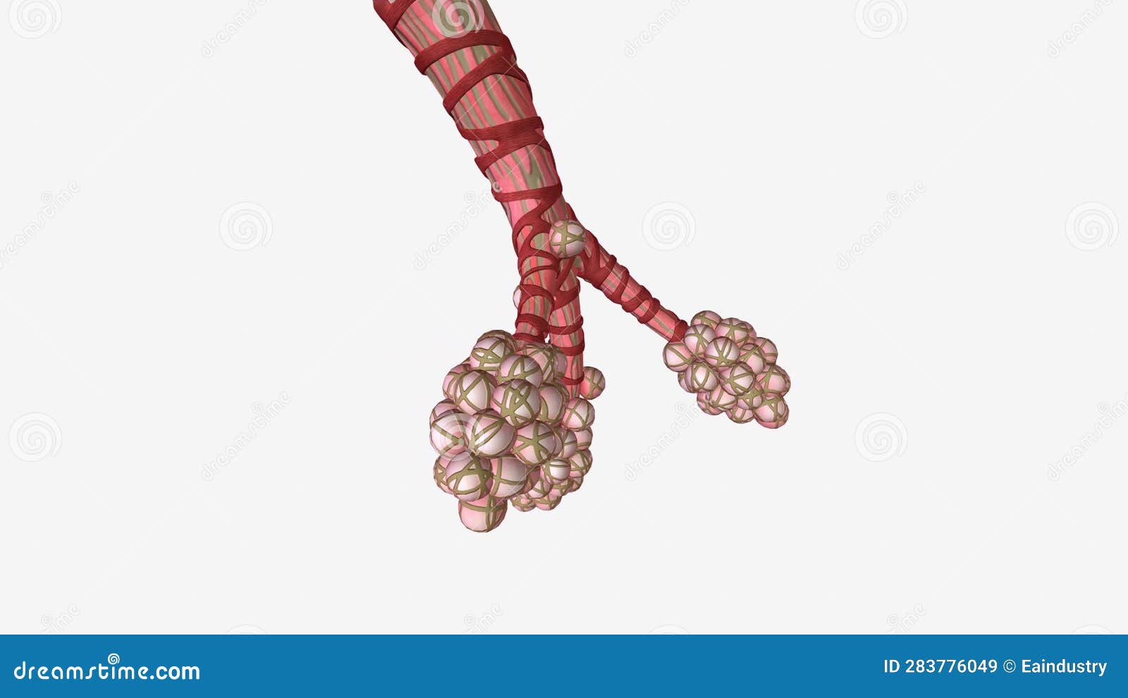 Alveoli Cross Section Respiratory Bronchiole Stock Video - Video of ...