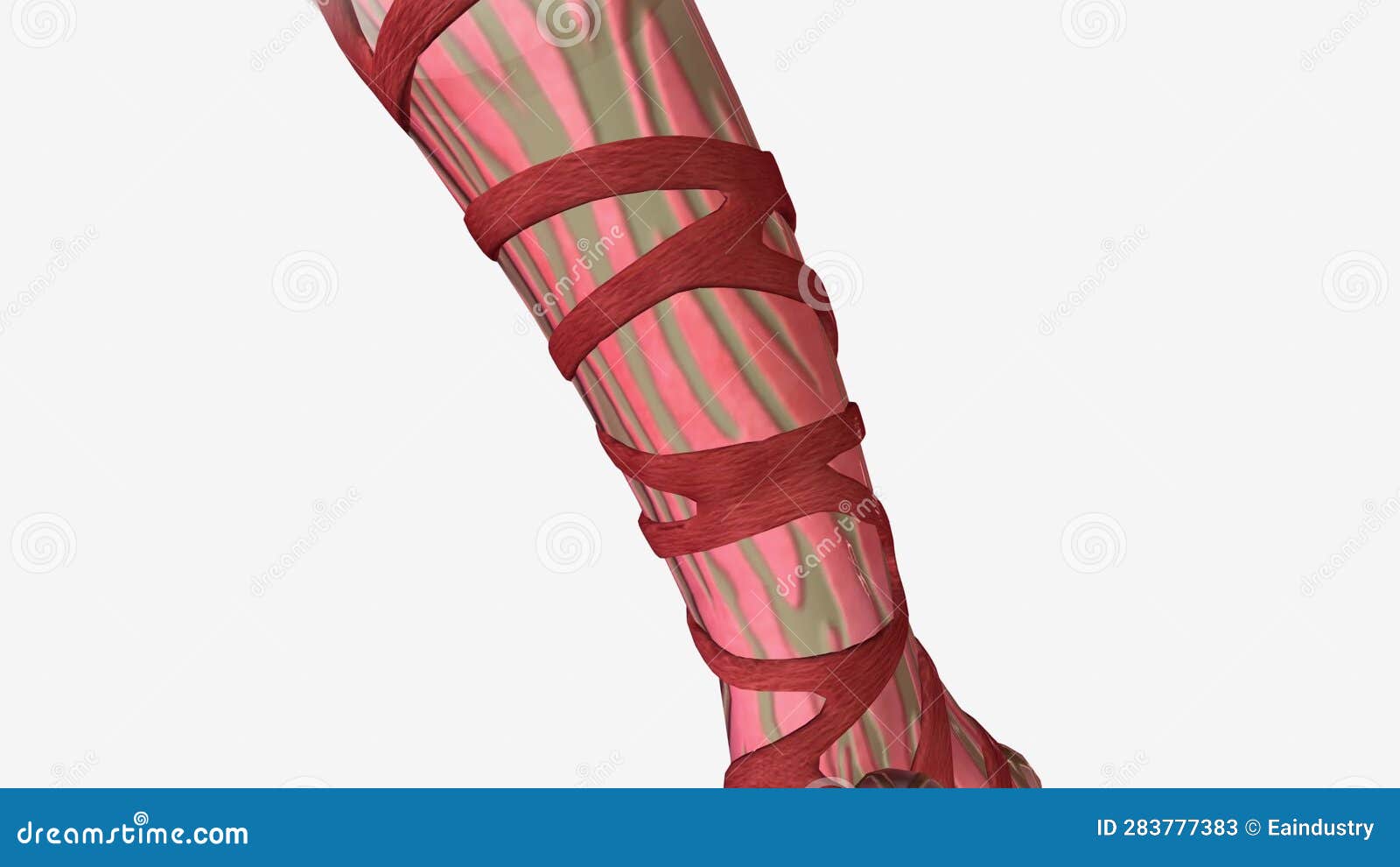 Alveoli Cross Section Terminal Bronchiole Stock Video - Video of health ...