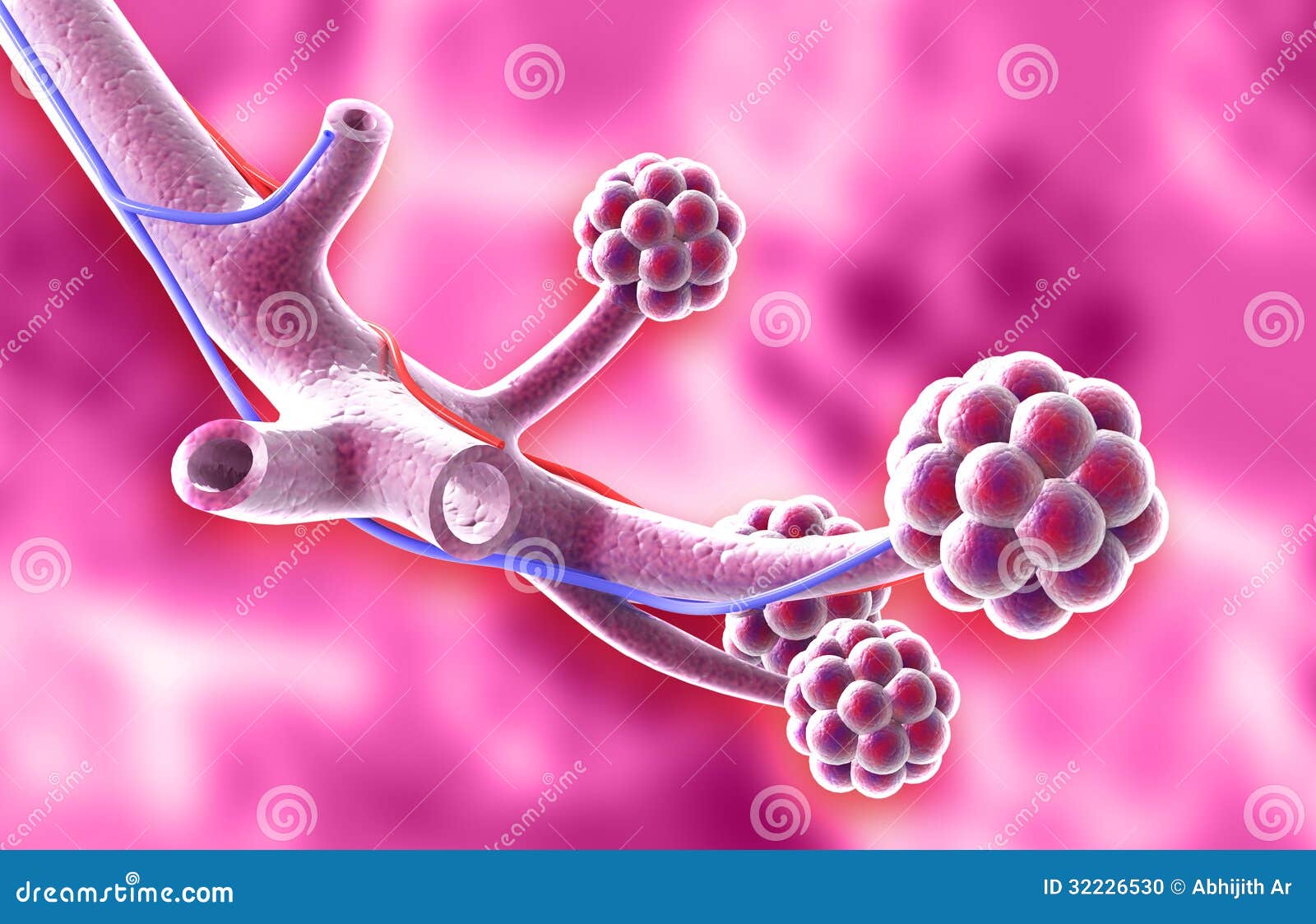 Alveoli stock illustration. Illustration of anatomy, breathe - 32226530