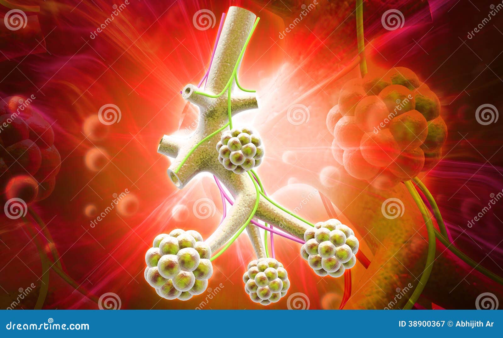 Alveoli stock illustration. Illustration of saturated - 38900367