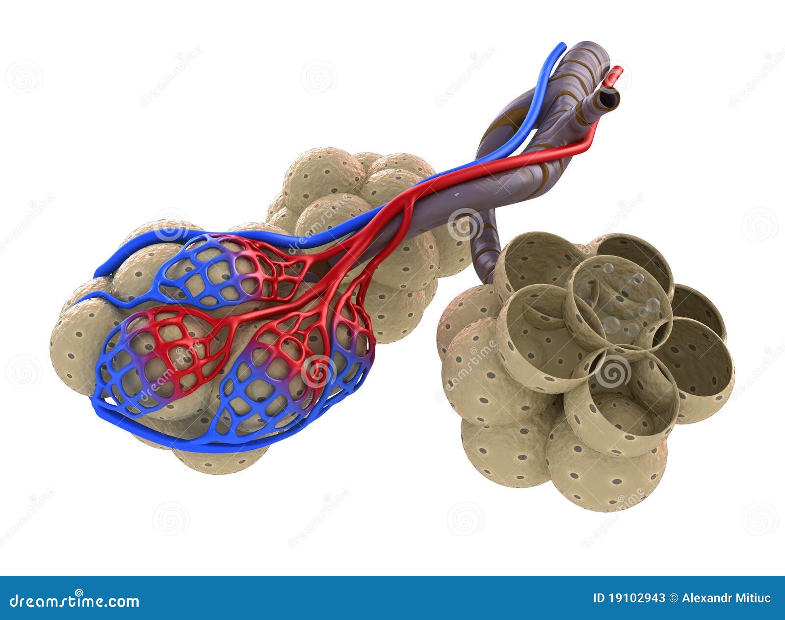 Alveoli in Lungs - Blood Saturating by Oxygen Stock Illustration ...