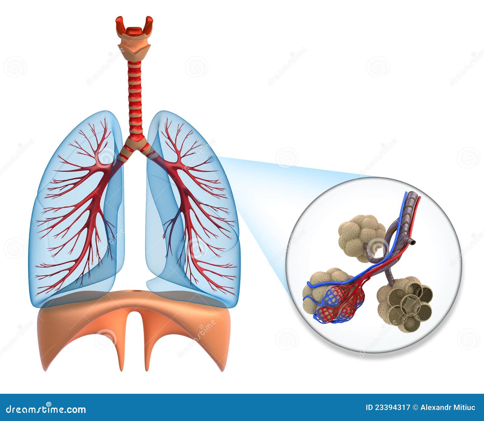 Alveoli In Lungs - Blood Saturating By Oxygen Royalty Free Stock ...
