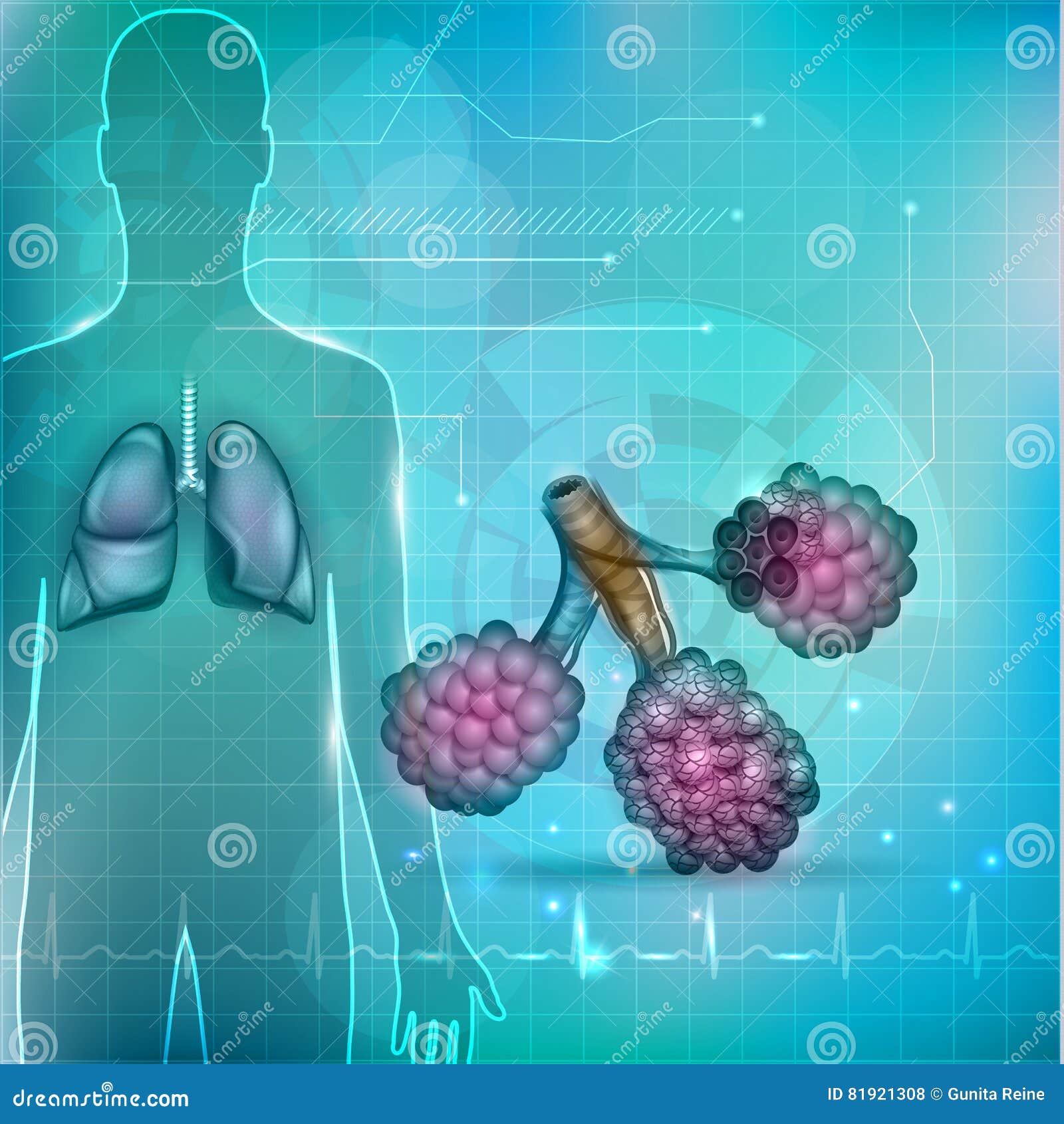 Alveoli and lungs stock vector. Illustration of alveolar - 81921308