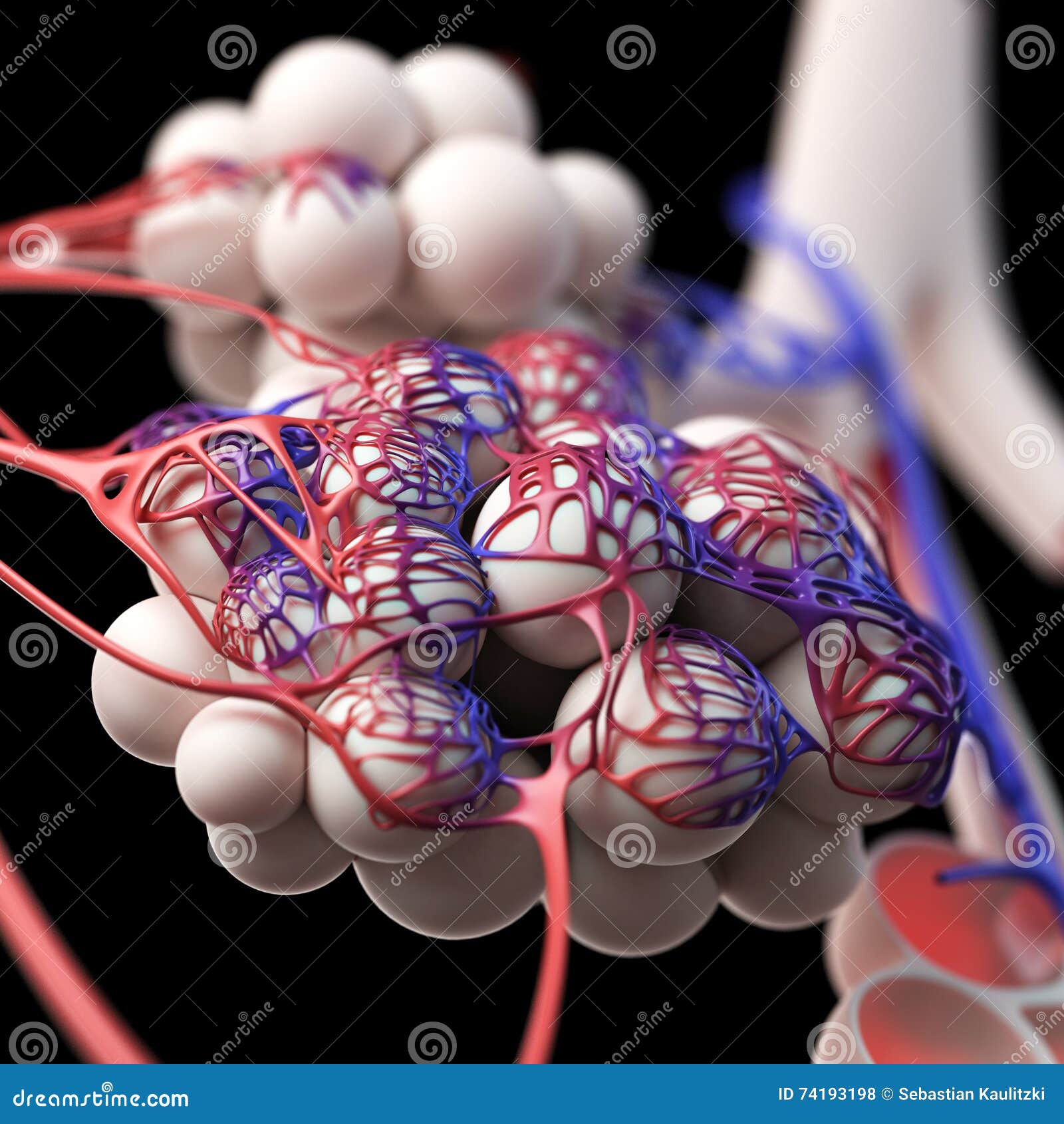 The Alveoli Royalty-Free Illustration | CartoonDealer.com #74193198