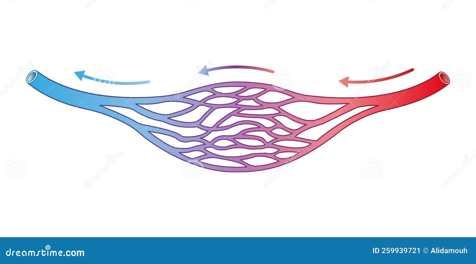 Blood Vessels Structure stock vector. Illustration of intima - 259939721 Blood Vessels Structure stock vector. Illustration of intima - 259939721