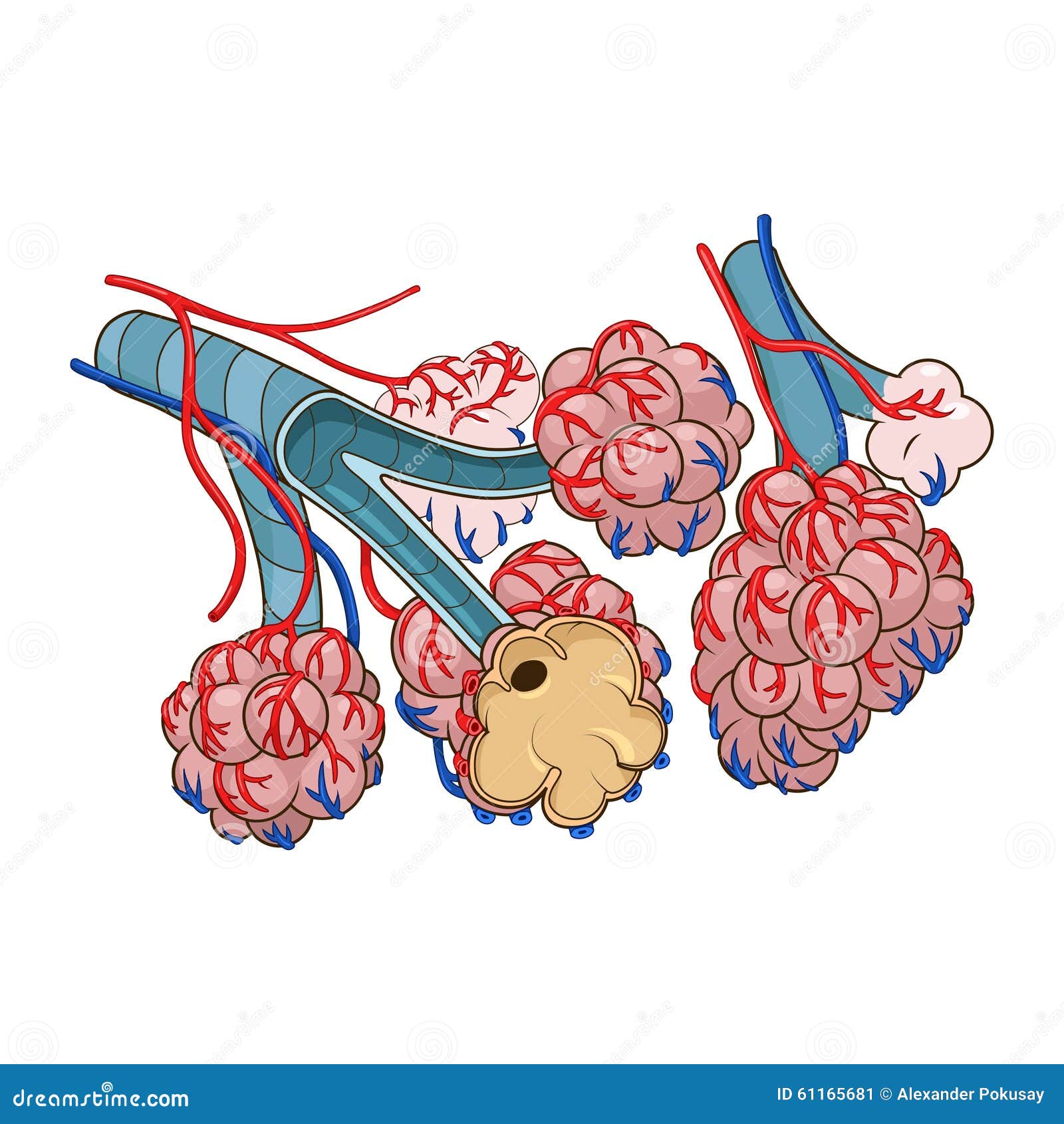 Alveoli Vector Illustration Stock Vector - Illustration of scheme ...