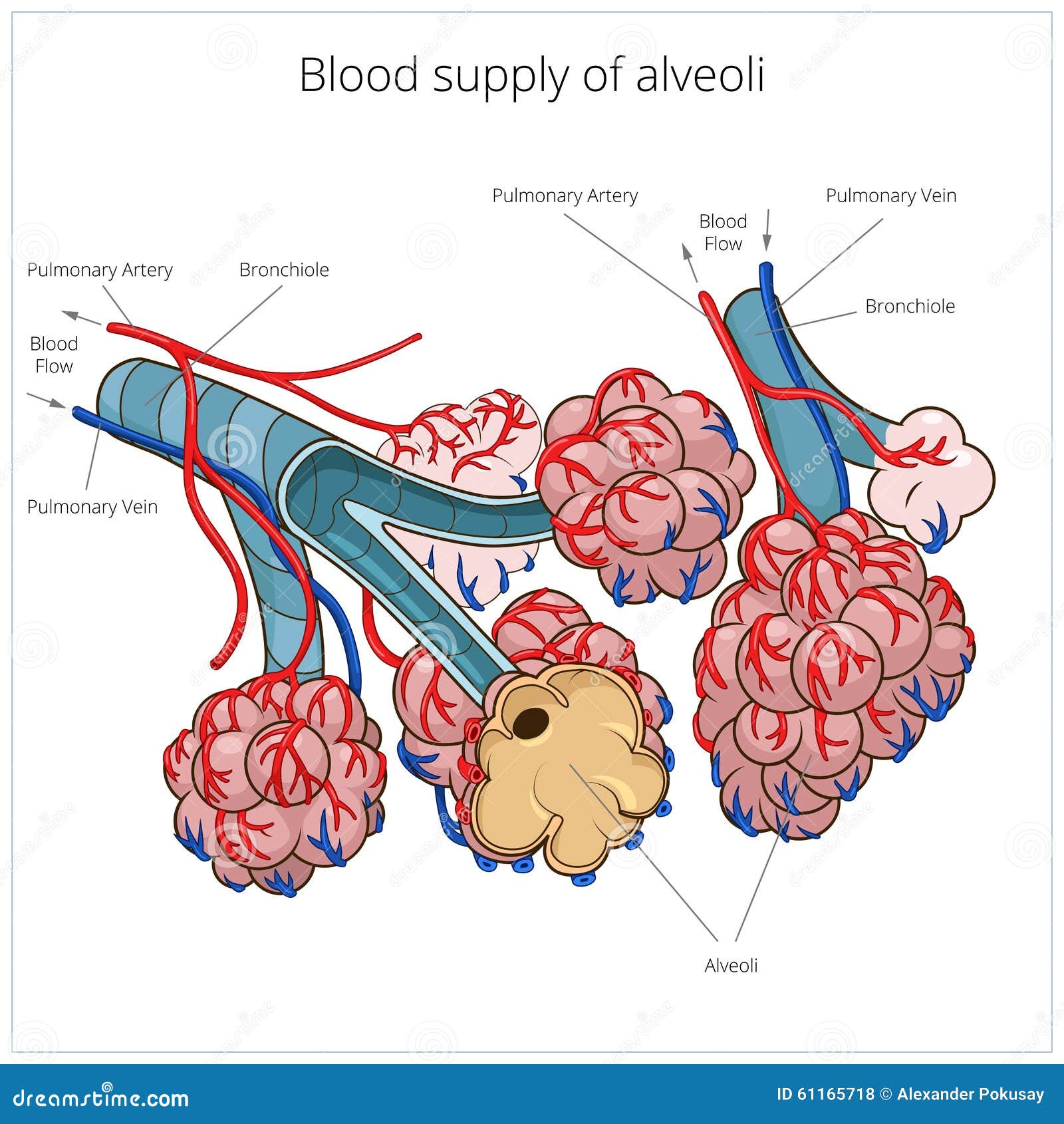 Alveoli Vector Illustration Stock Vector Illustration Of Schematic