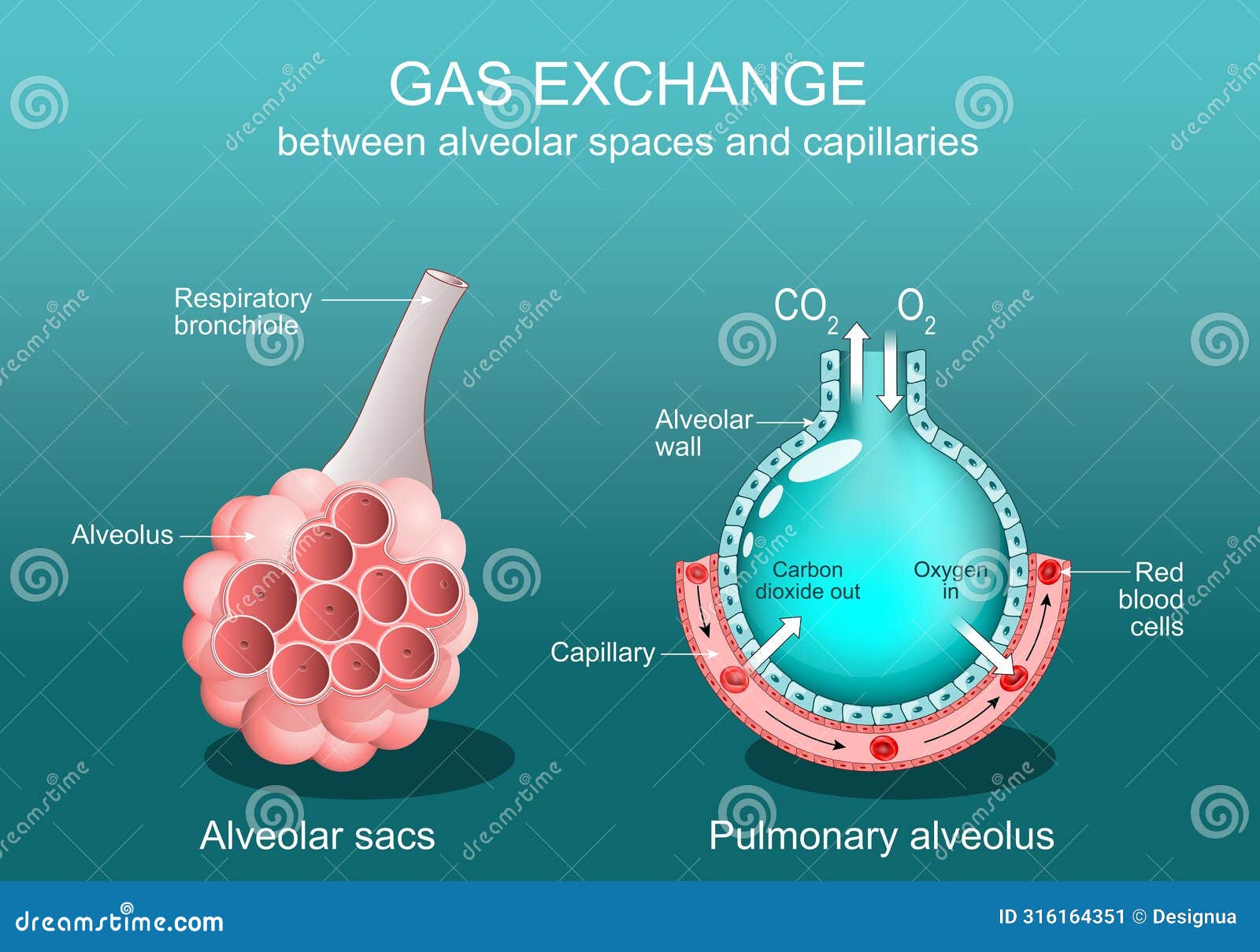 Alveolus Gas exchange stock vector. Illustration of alveoli - 316164351 Alveolus Gas exchange stock vector. Illustration of alveoli - 316164351