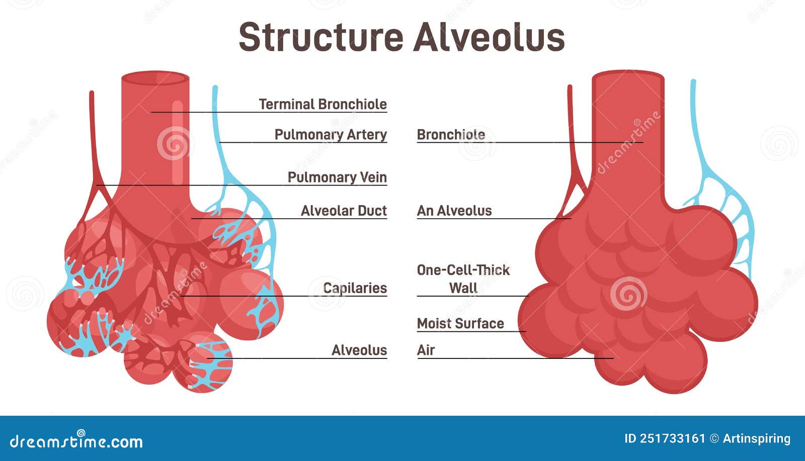 Alveolus Structure Respiratory Membrane Of Alveoli Oxygen And Carbon